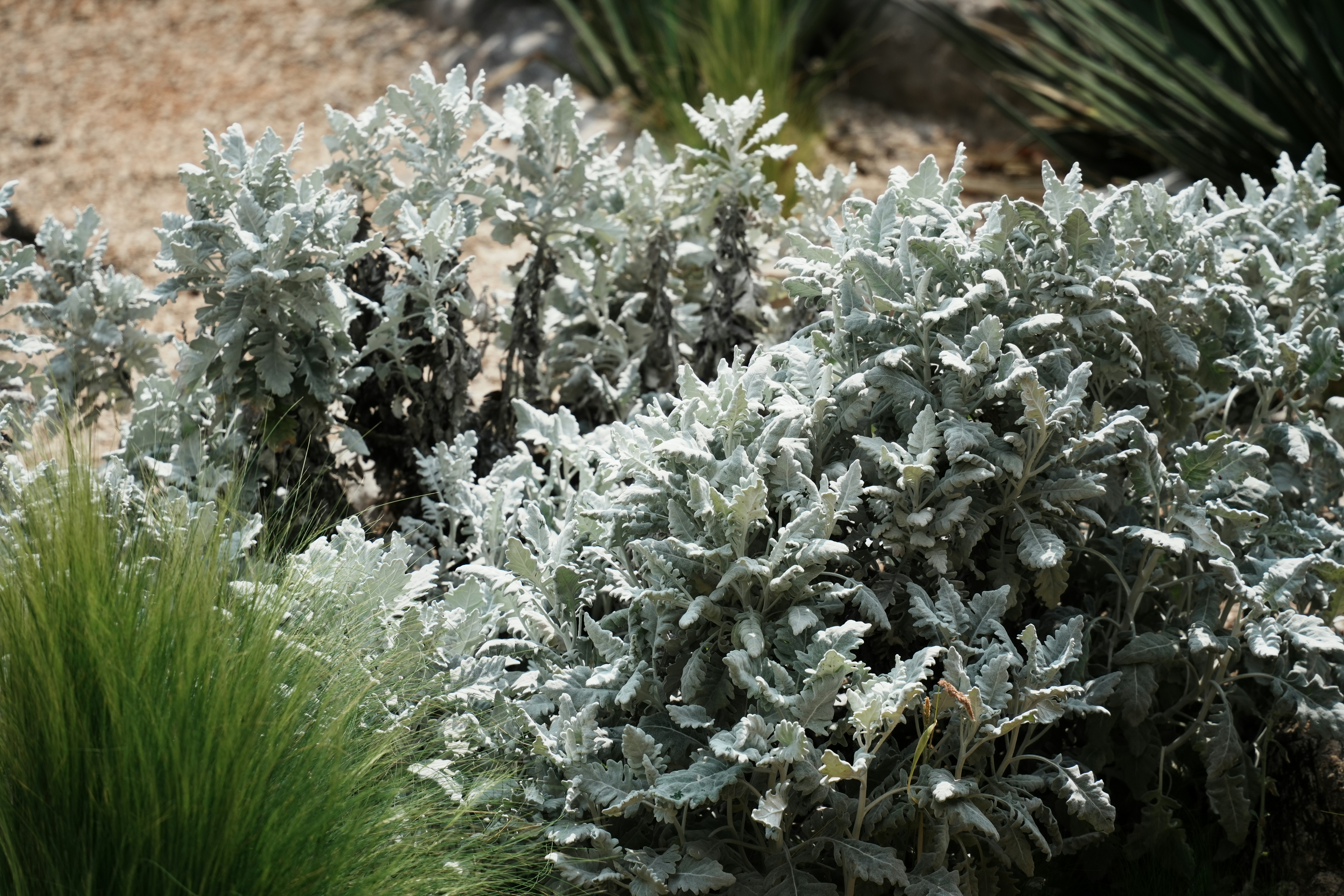 Snow-Dusted Dusty Miller: Silvery Fronds in a Quiet Garden Bed