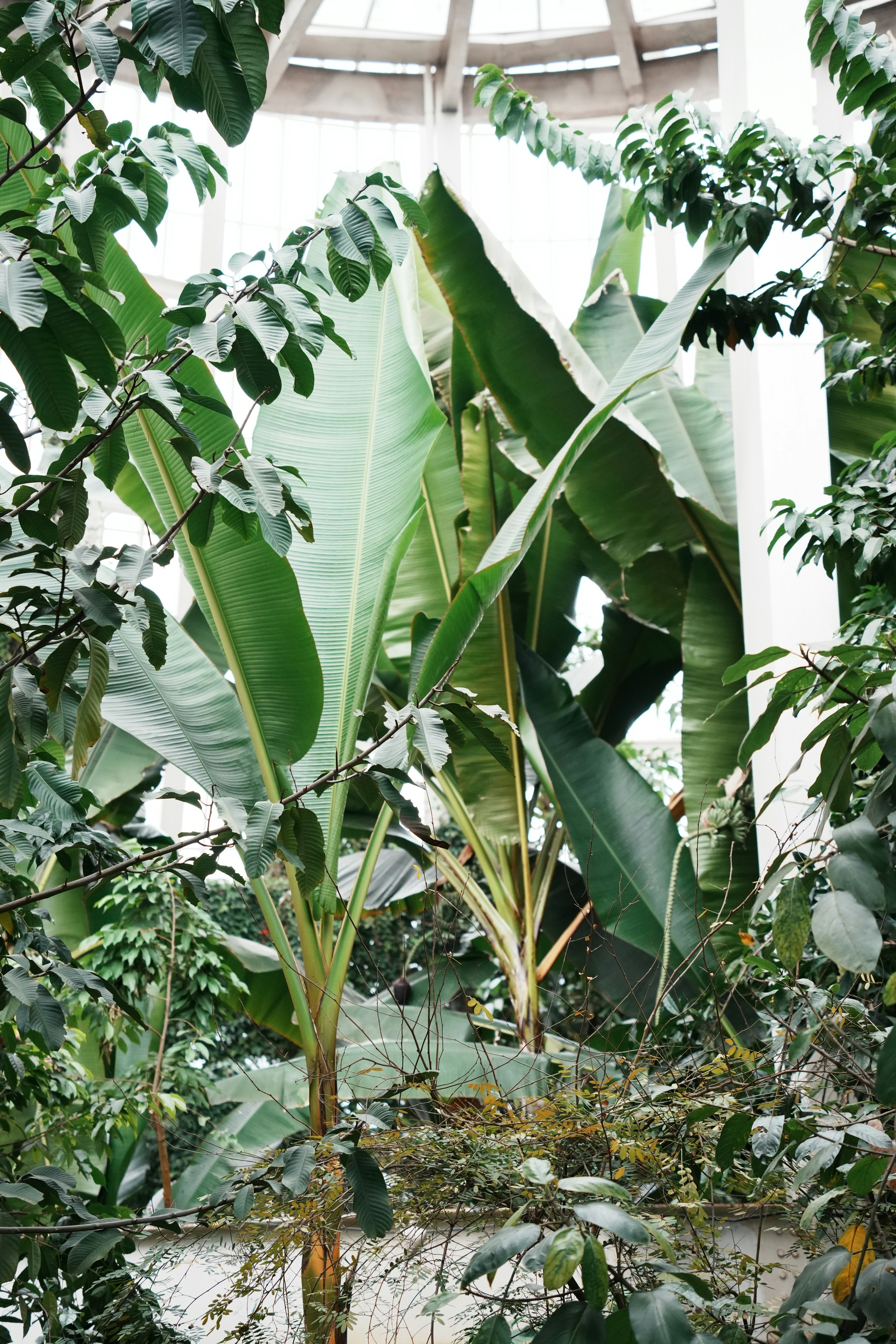 Glasshouse Canopy: Banana Leaves Reaching for the Light