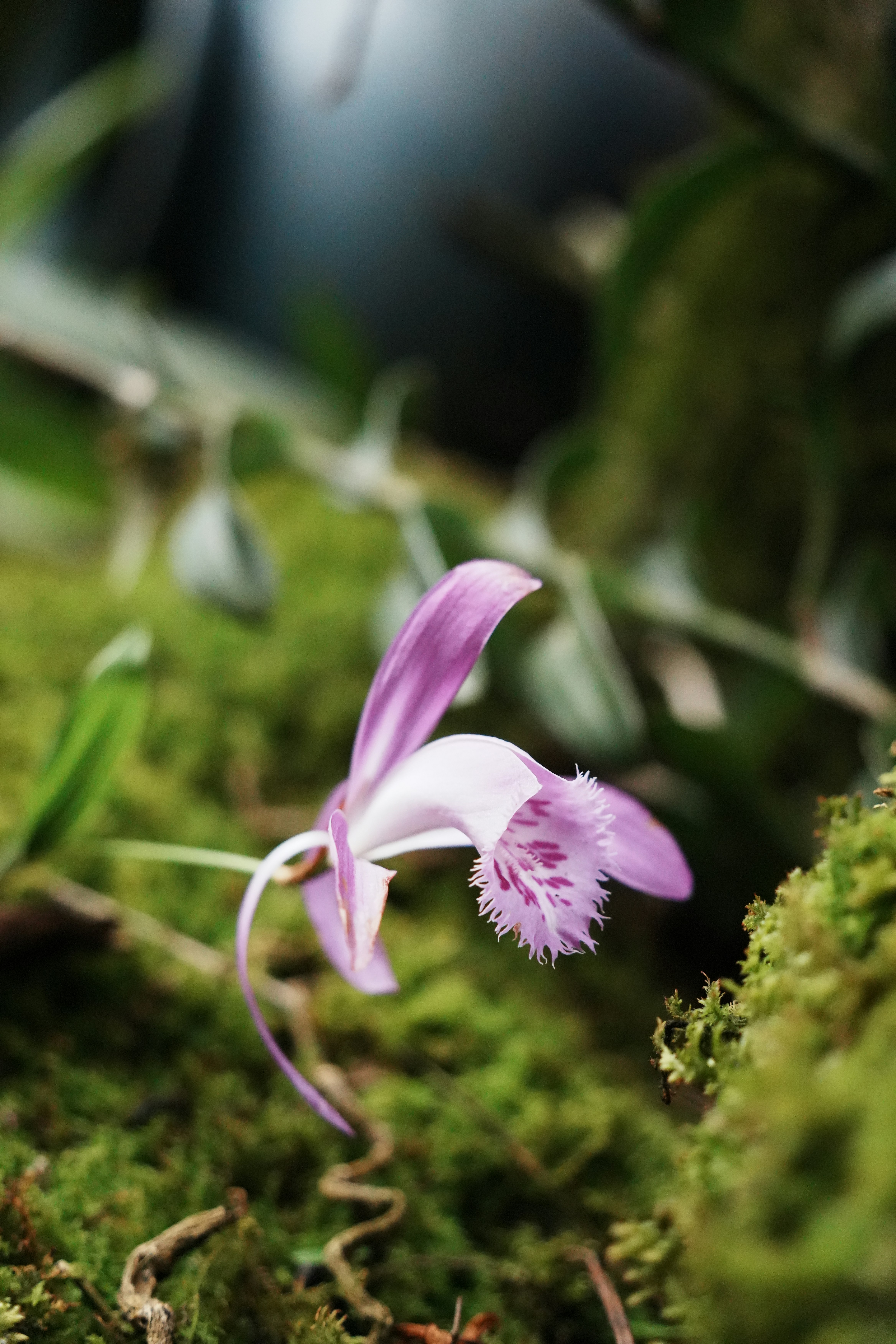 Purple orchid on mossy foreground in a dreamlike garden scene