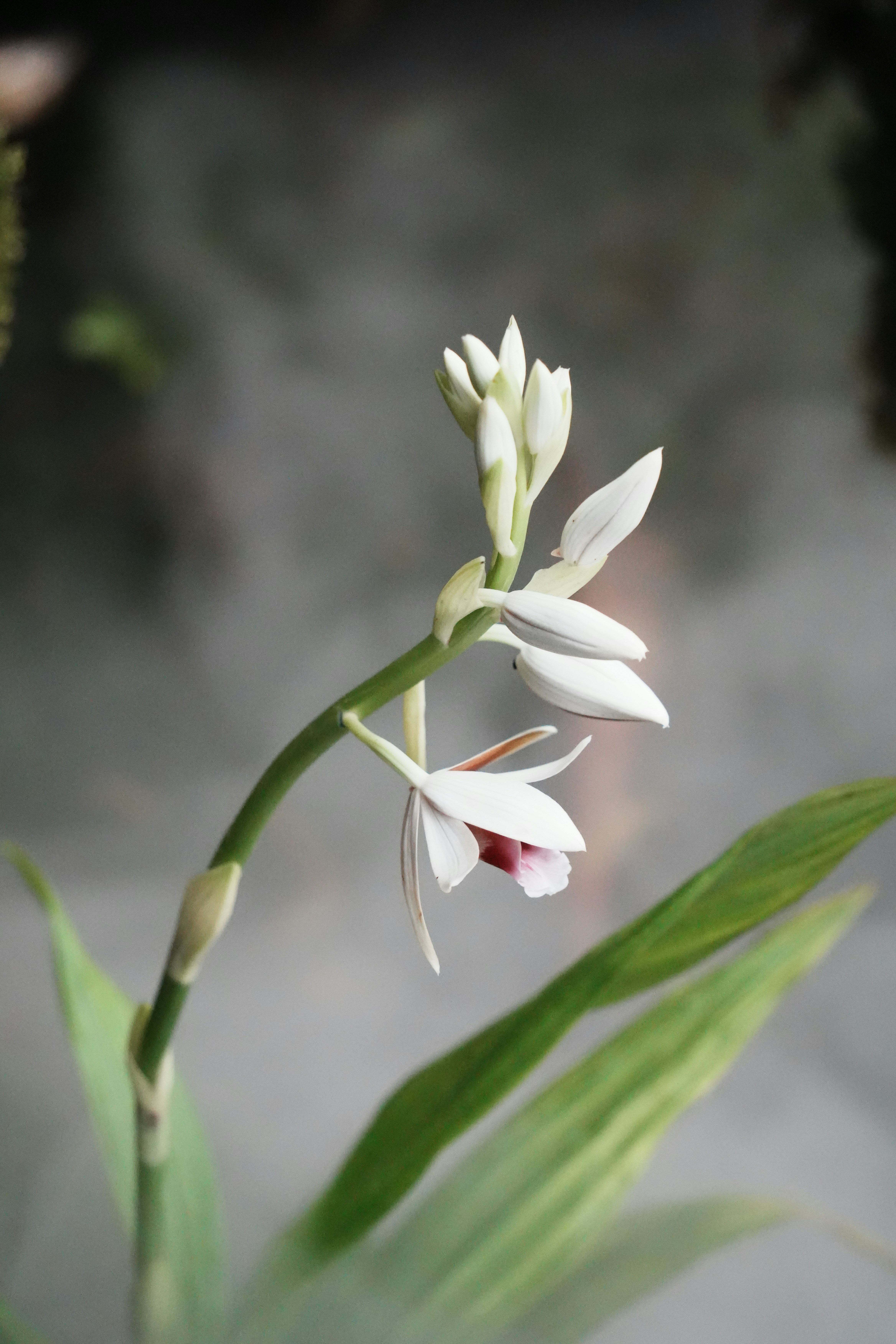 Ivory Orchid on a Delicate Arc: A Quiet Floral Portrait