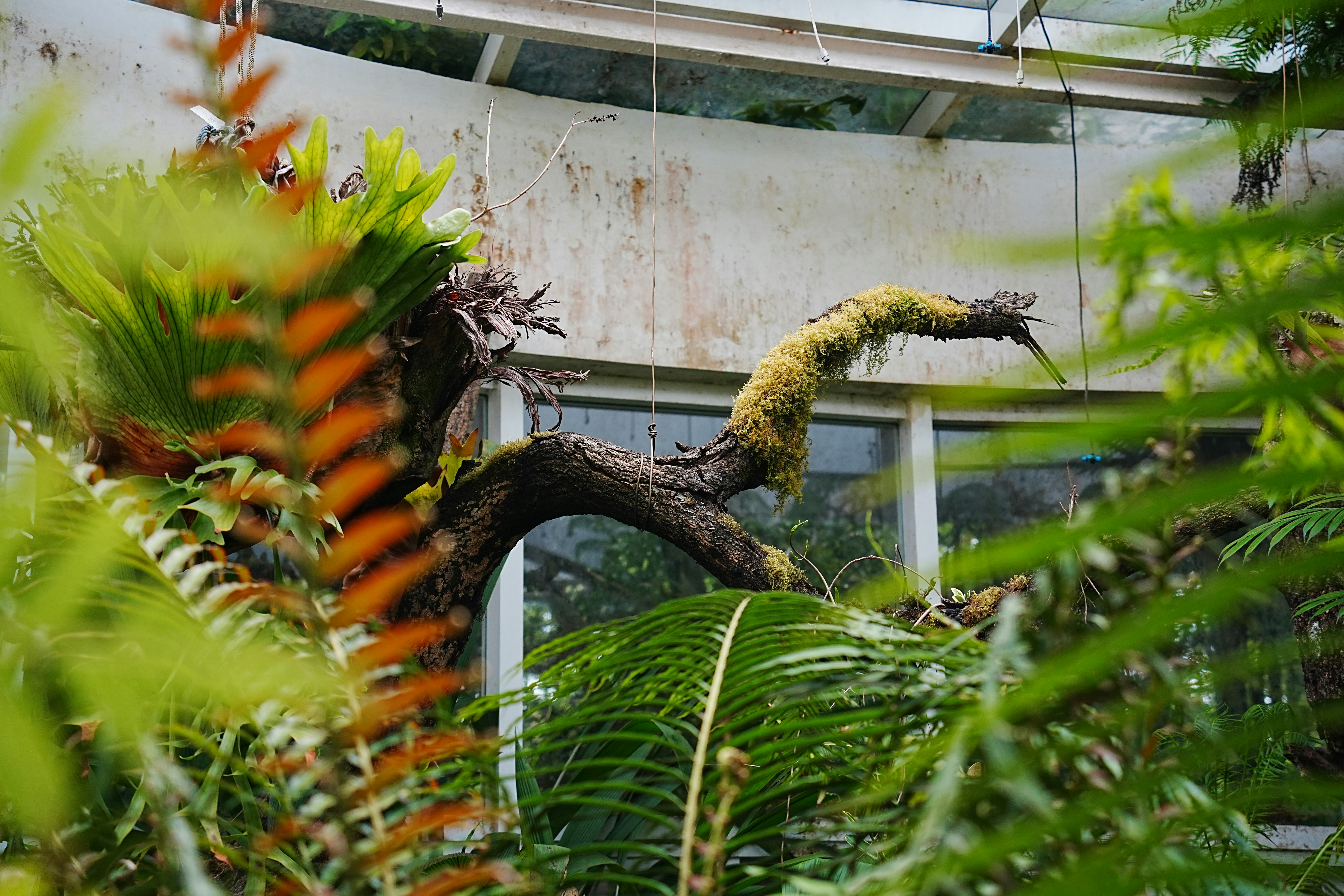 Moss-Crowned branch in a glass-house grove