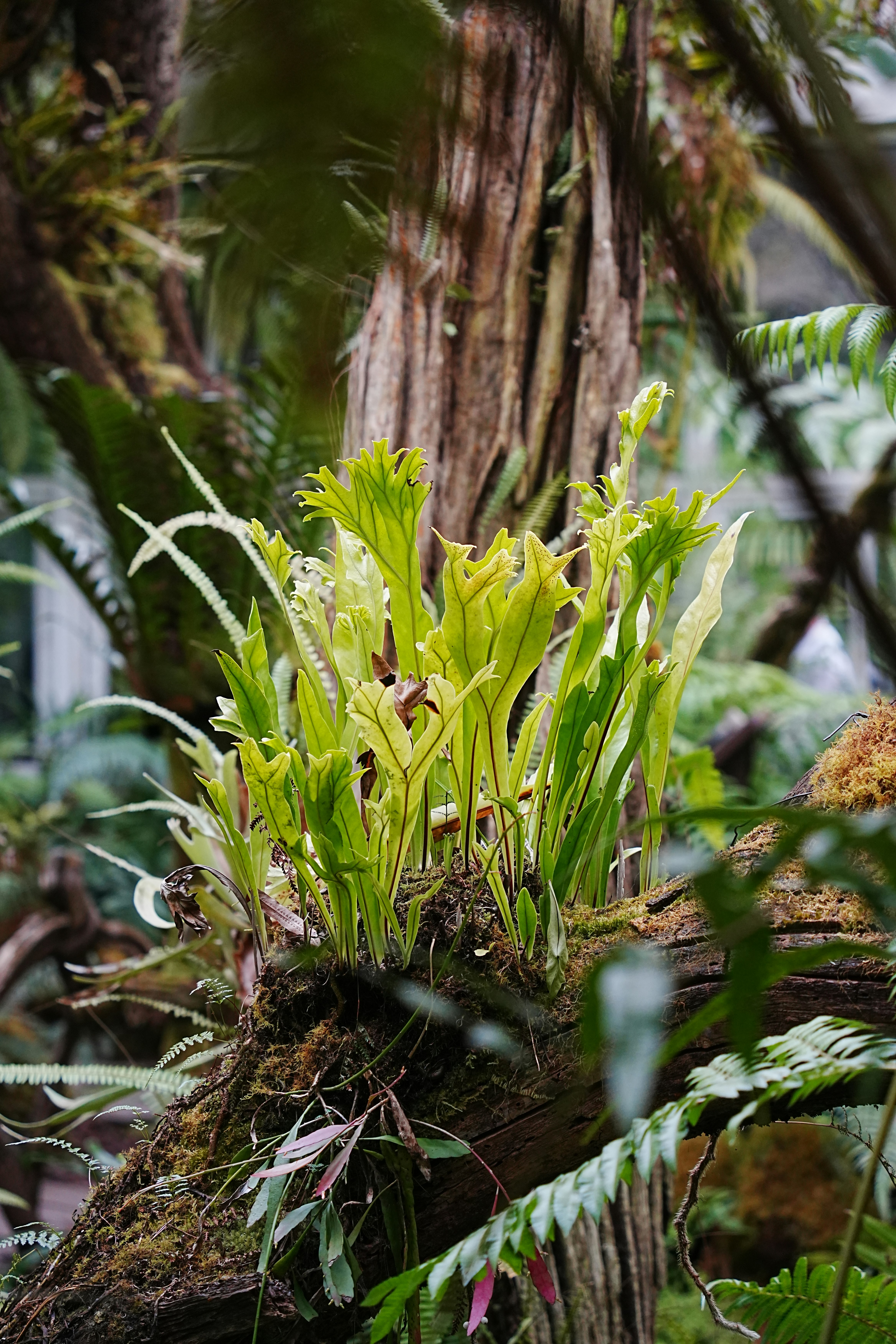 Ferns thrive on a mossy log in the forest. photo – Free Wallpaper Image ...