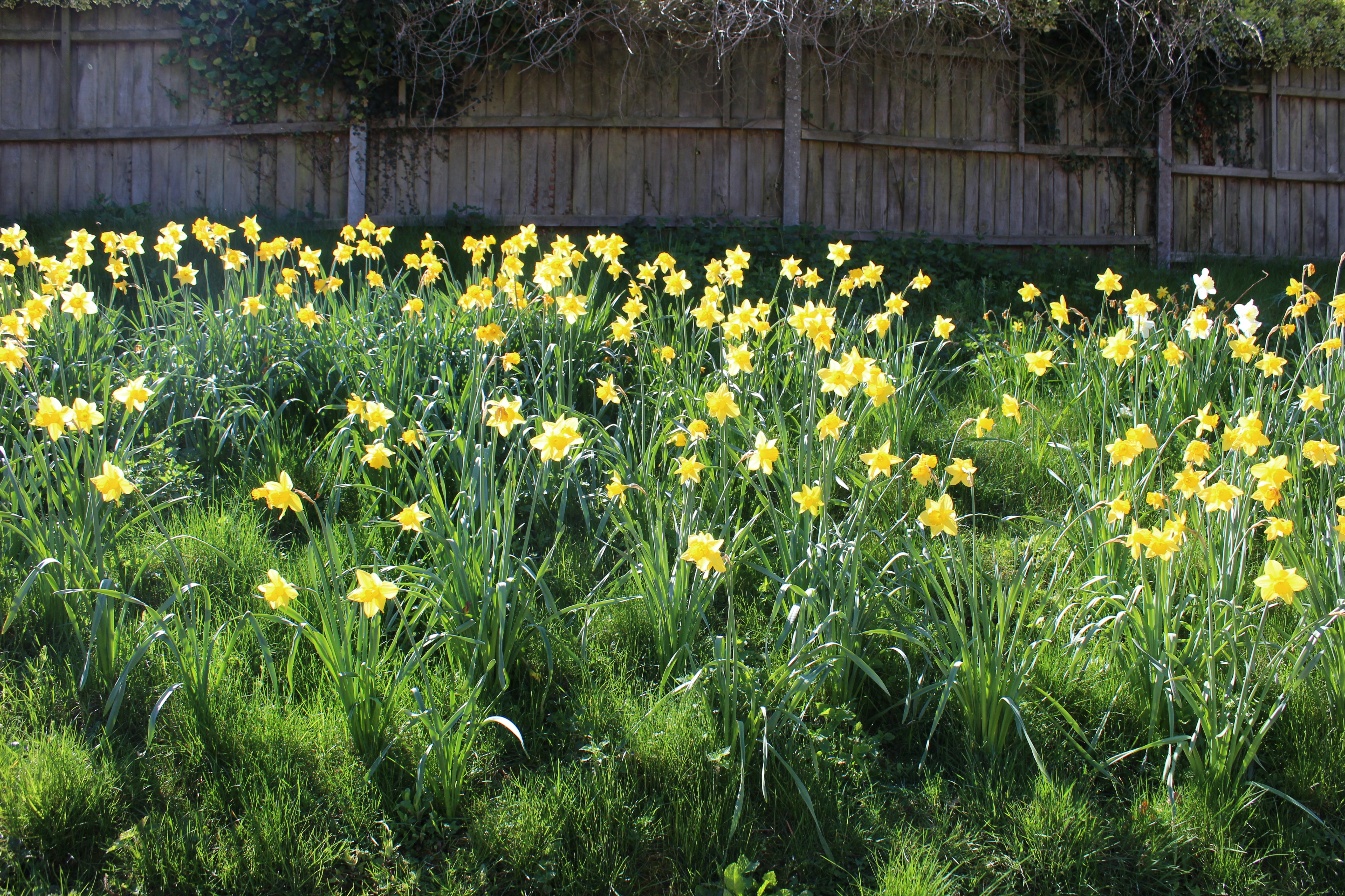 Sunlit Daffodil Border: Bright Waves of Yellow Along a Quiet Backyard Fence