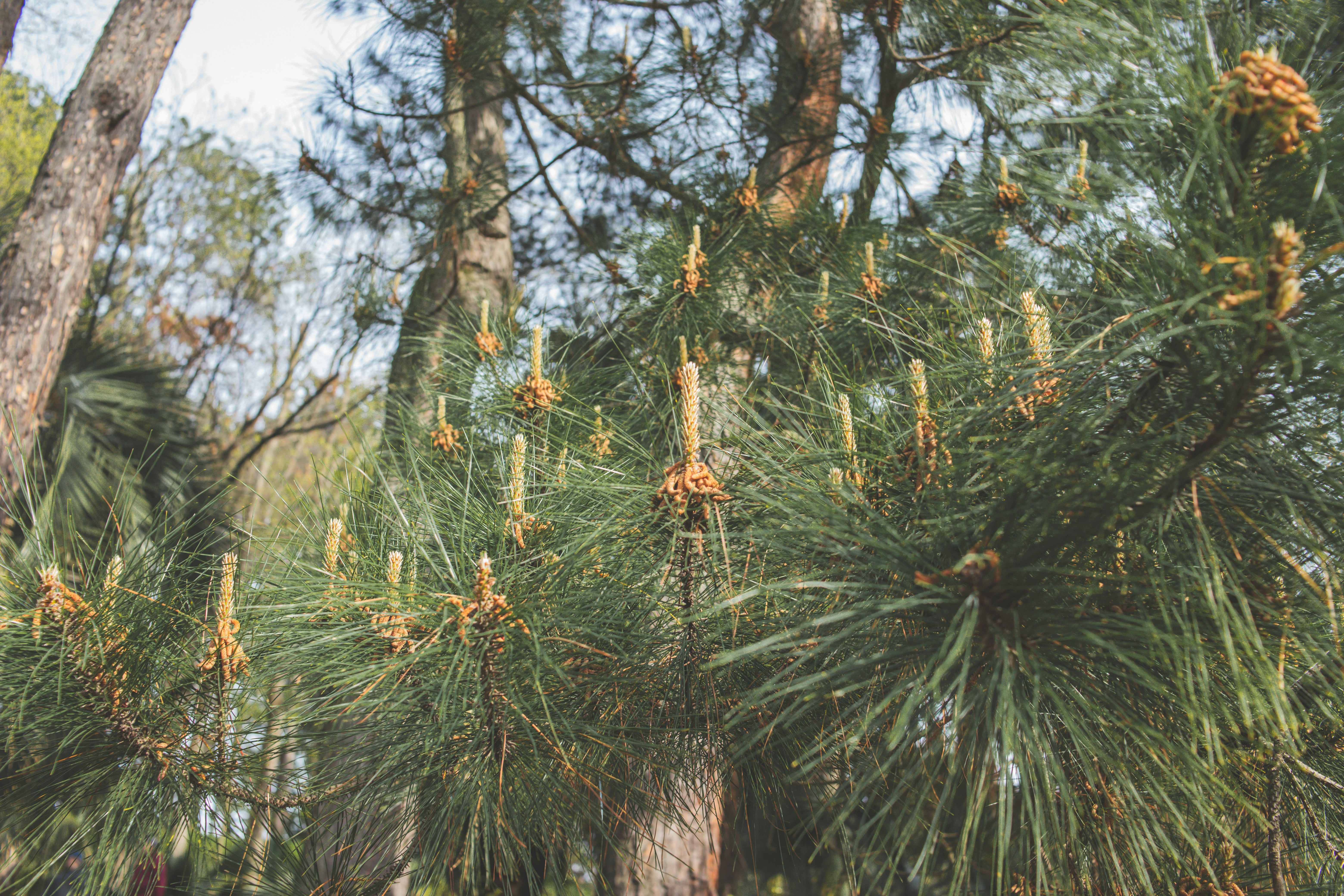 Whispers of Nature: Pine Cones and Needles