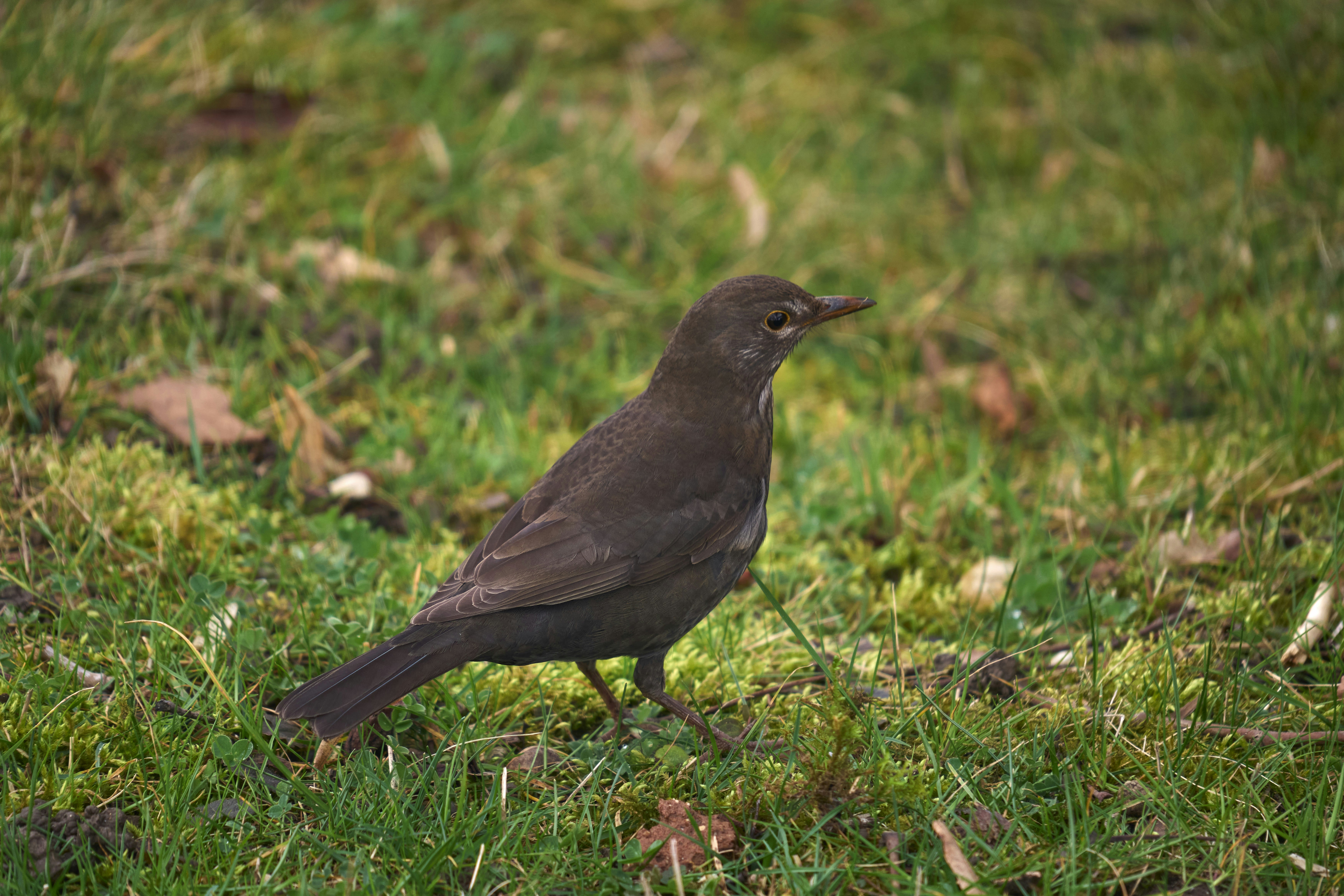 Grounded in Green: A Lone Brown Passerine on a Leaf-Spotted Meadow