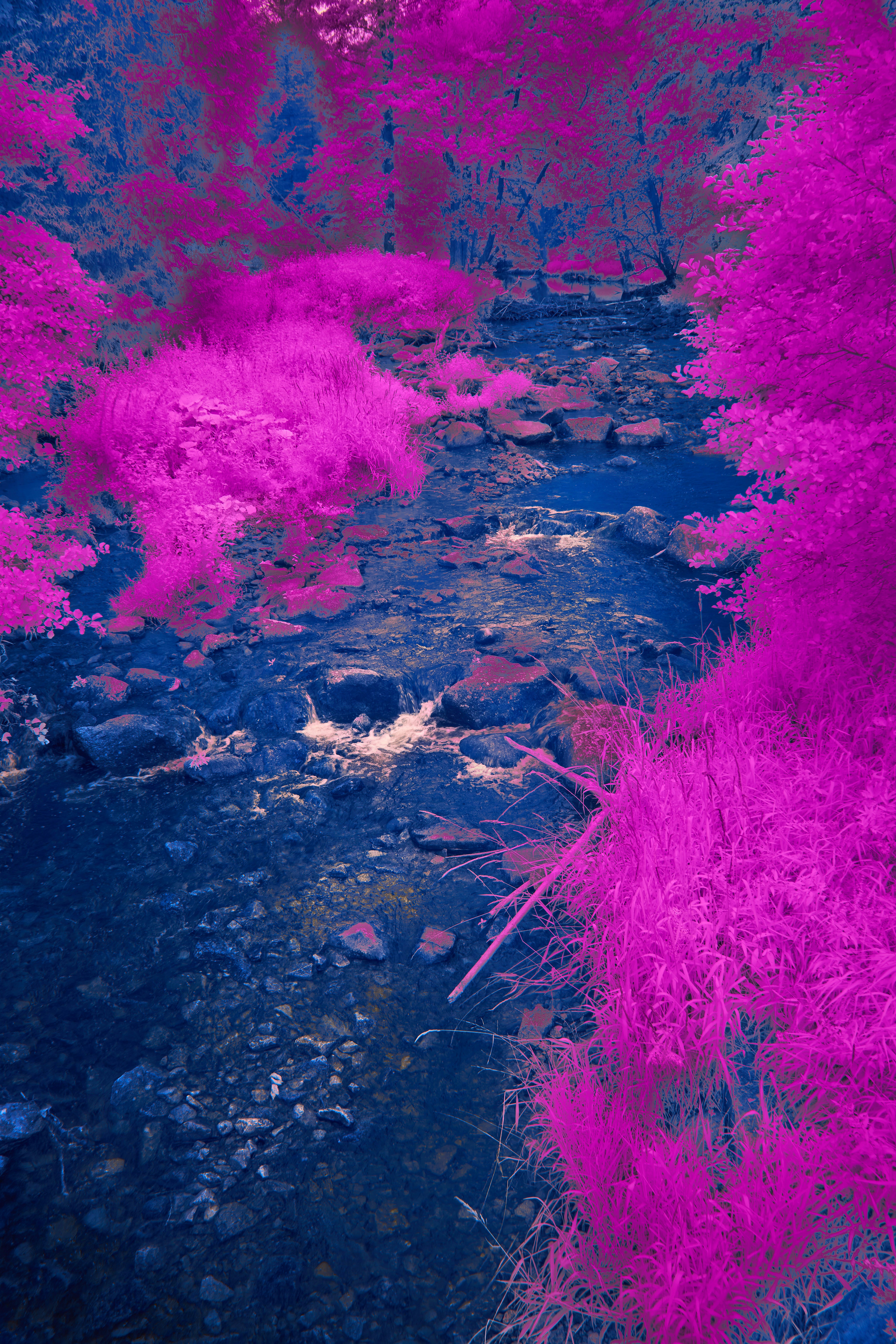Neon Creek Through a Magenta Forest: An Infrared Vista