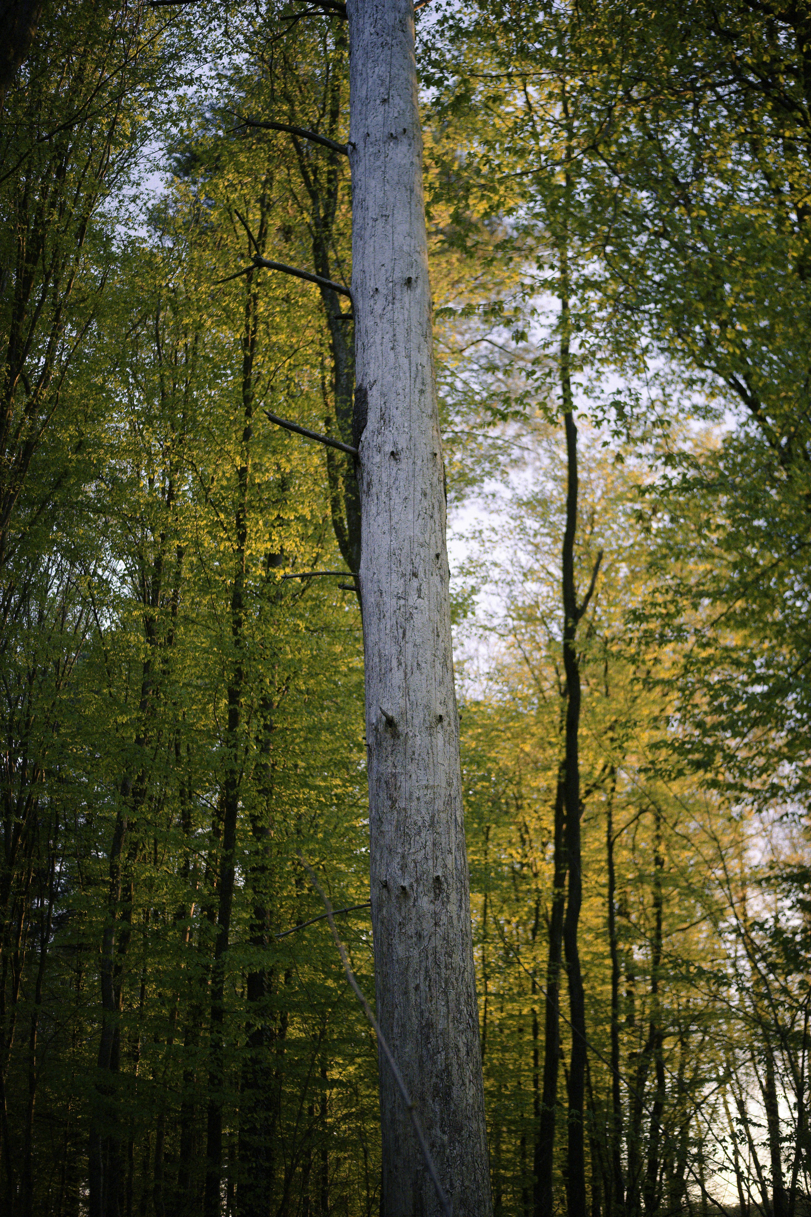 White Column in an Autumn Forest Framed by Dappled Light