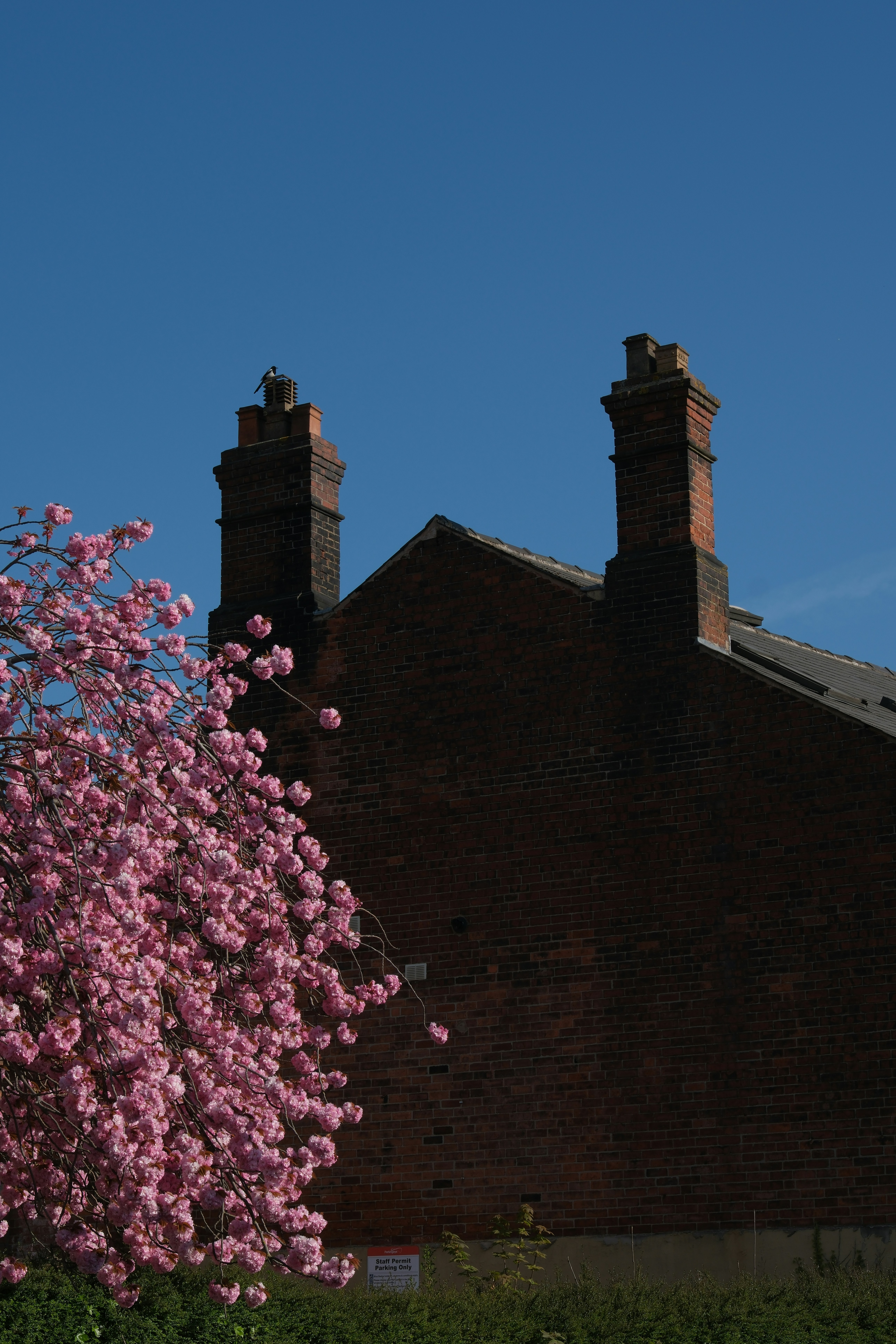 Pink Blossom Framing a Brick Gable Under a Clear Blue Sky
