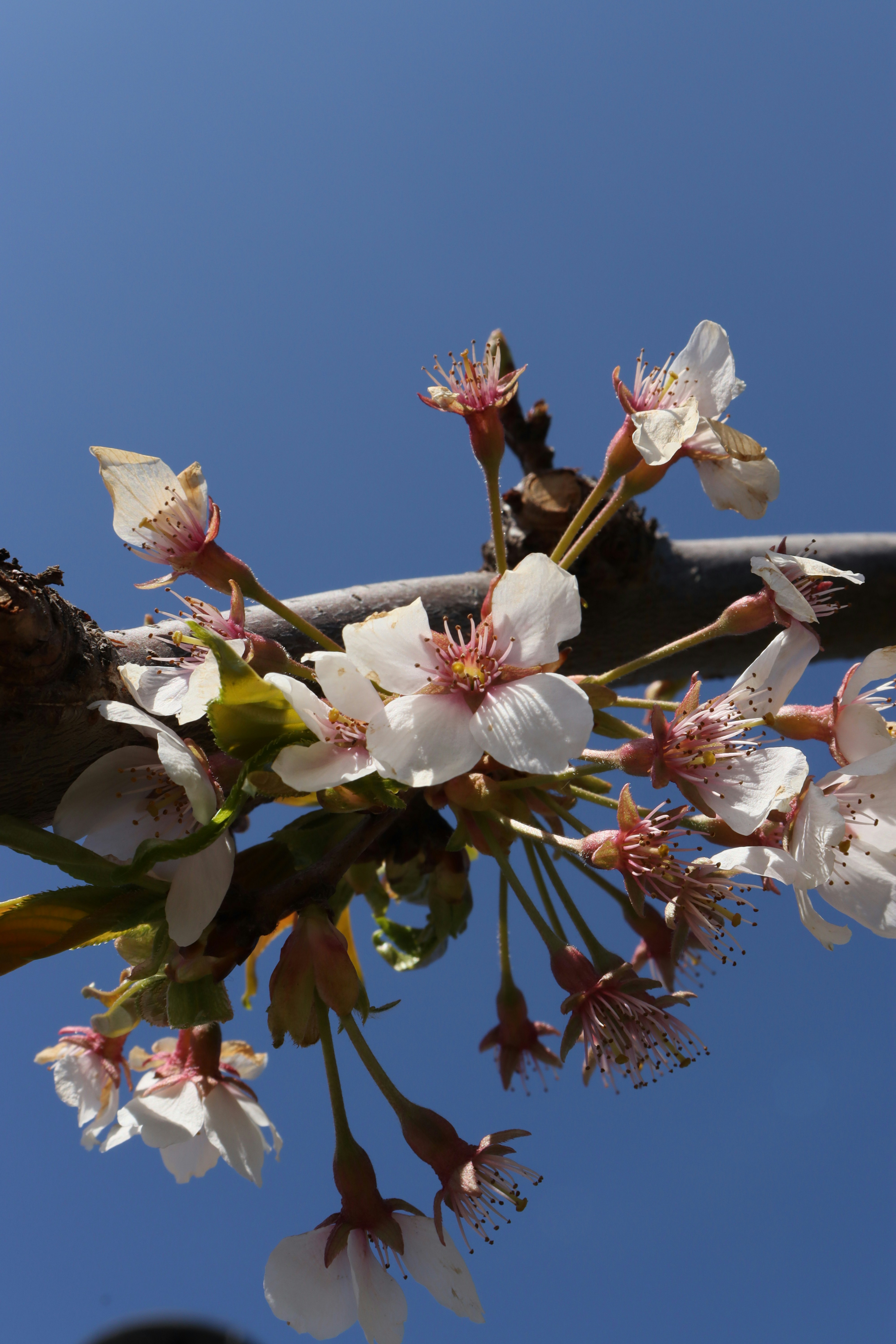 Petals Against the Sky: Close-Up of Cherry Blossoms on a Sunlit Branch