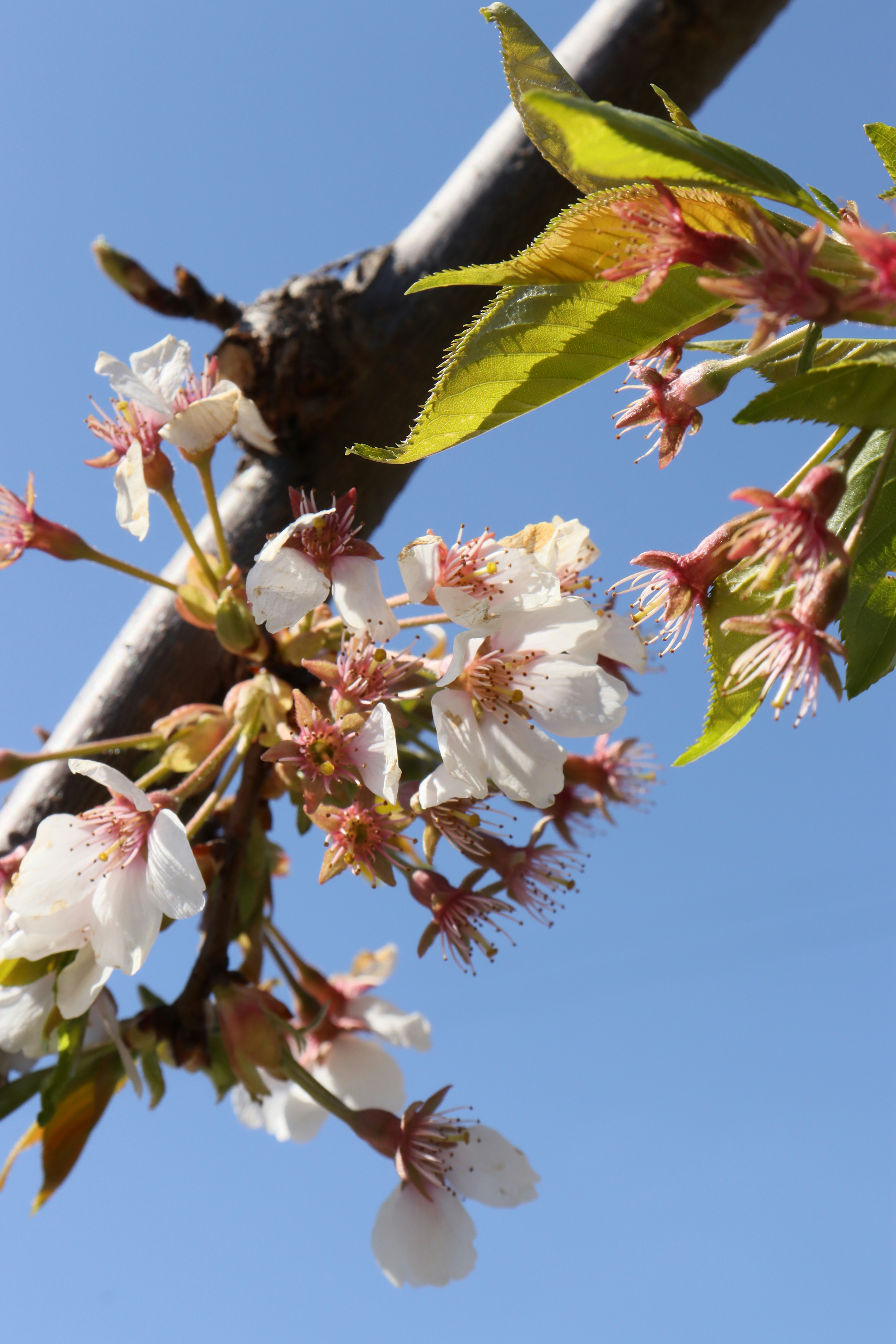 Cherry Blossom Chorus Against a Cerulean Sky