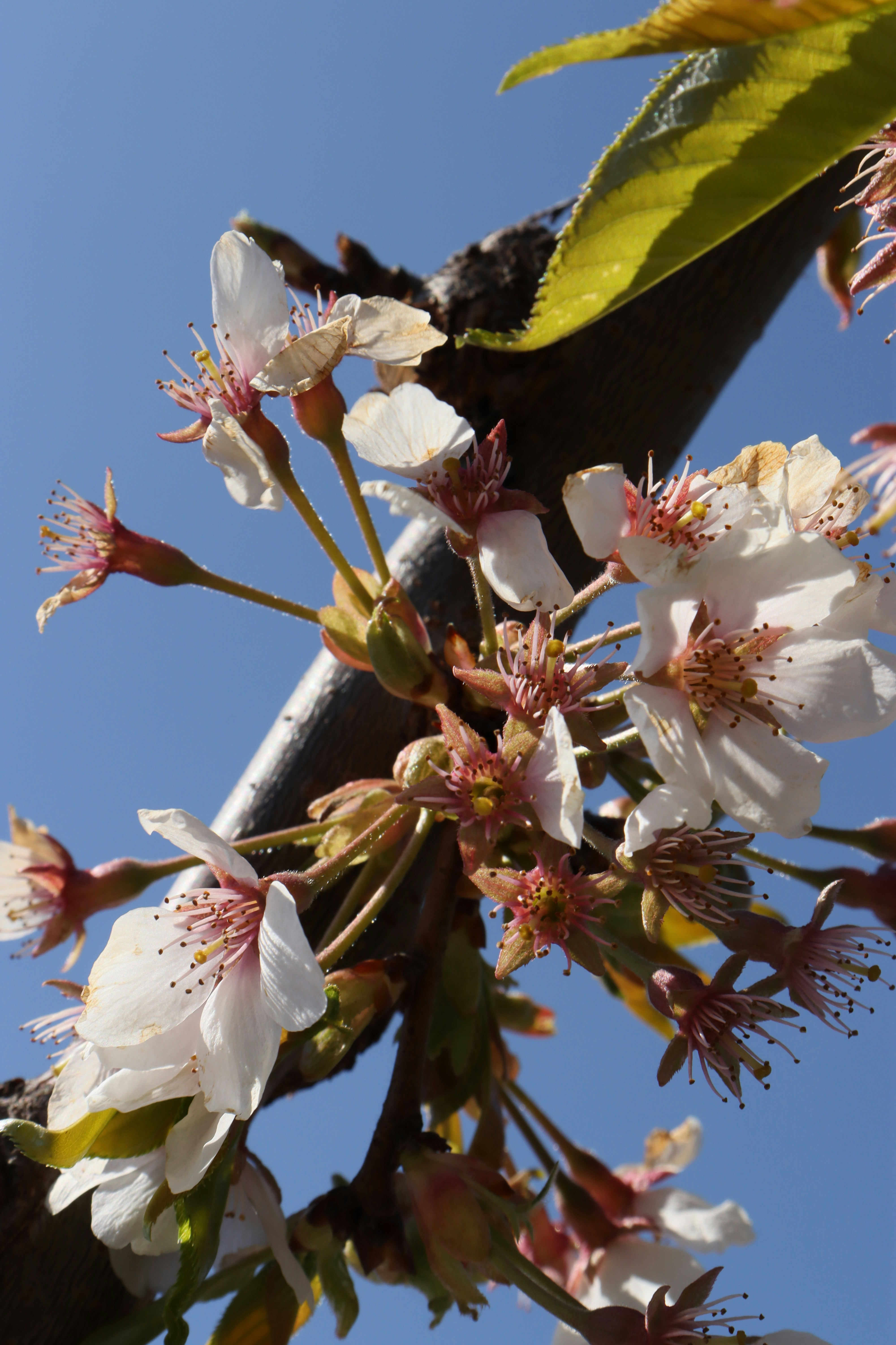 Blossoms Against a Clear Sky: A Sunlit Cherry Branch in Focus