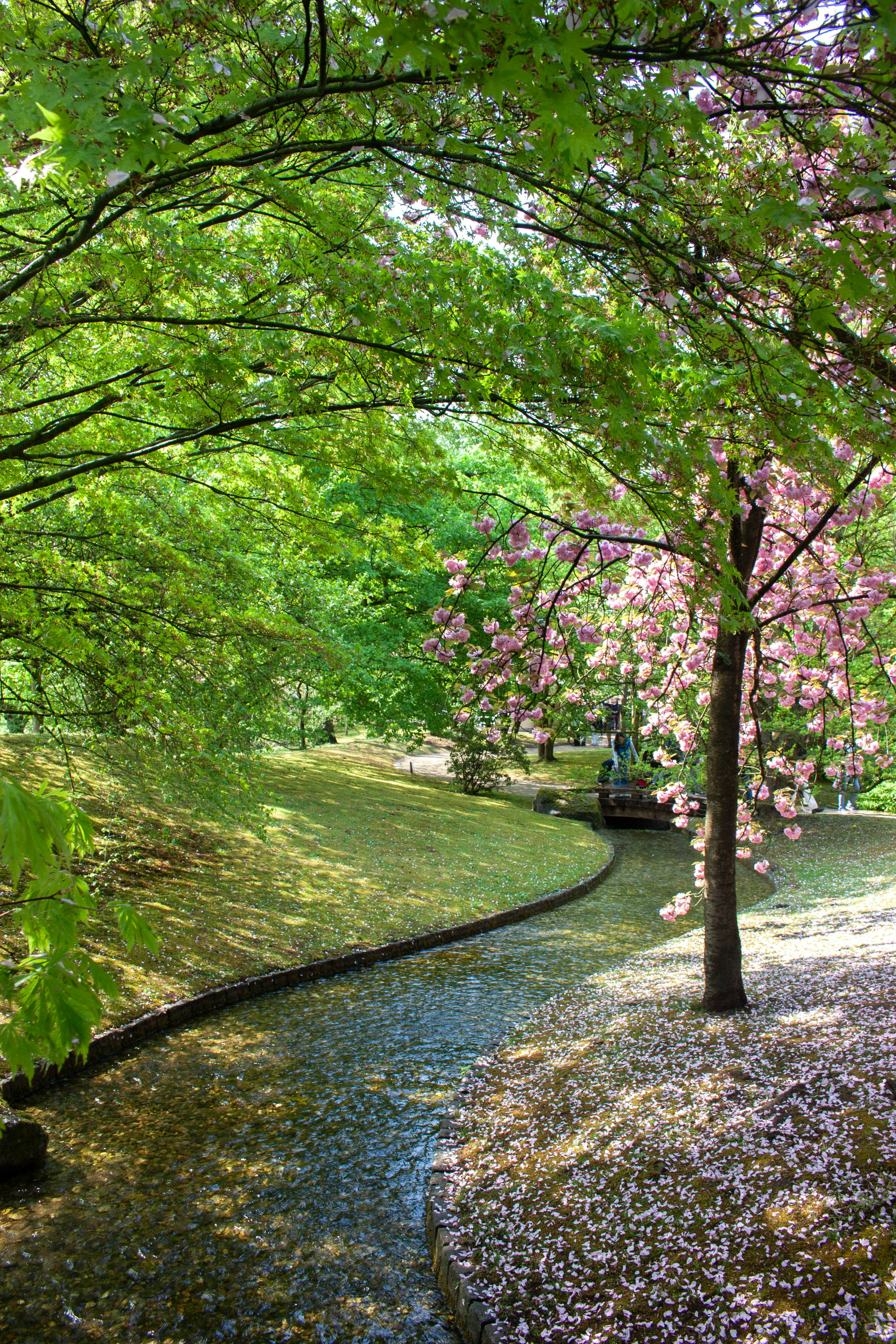 Petal-crowned Canal Through a Spring Garden