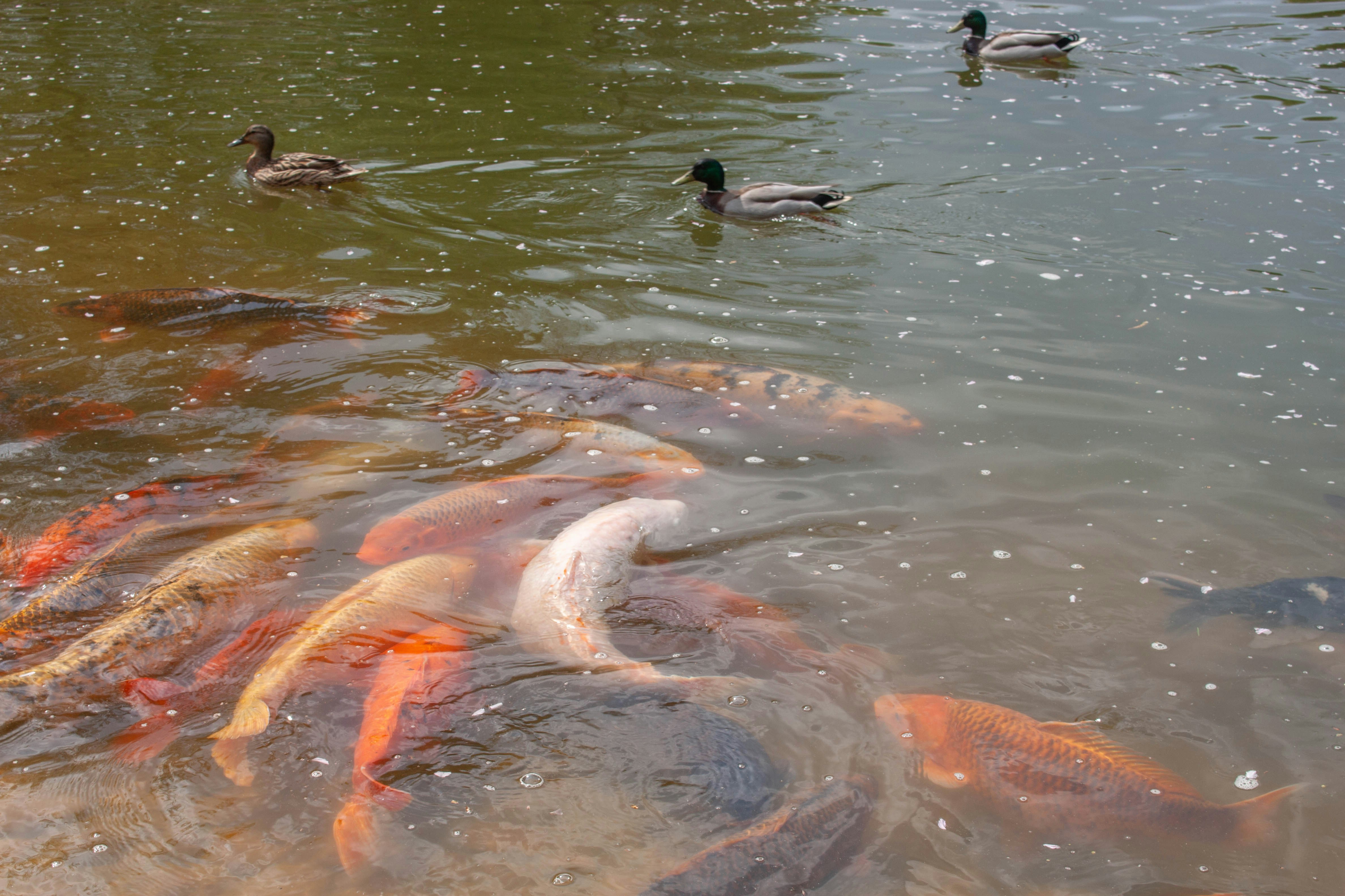 Underwater Koi Reverie: A School of Candy-Scaled Oranges Glide Beneath Gentle Ripples
