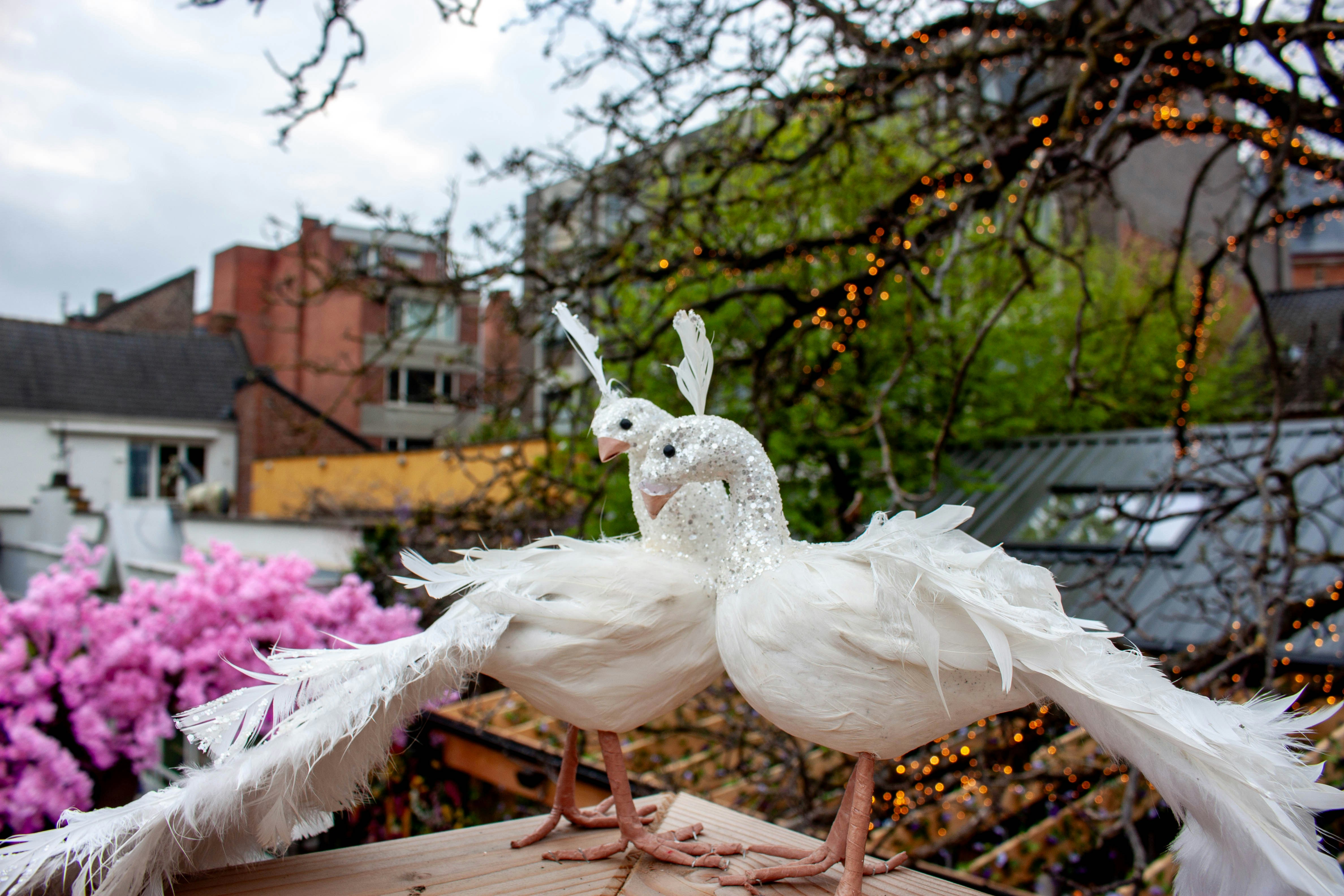 Winged Duo on a City Balcony: Pink Blooms and Fairy Lights