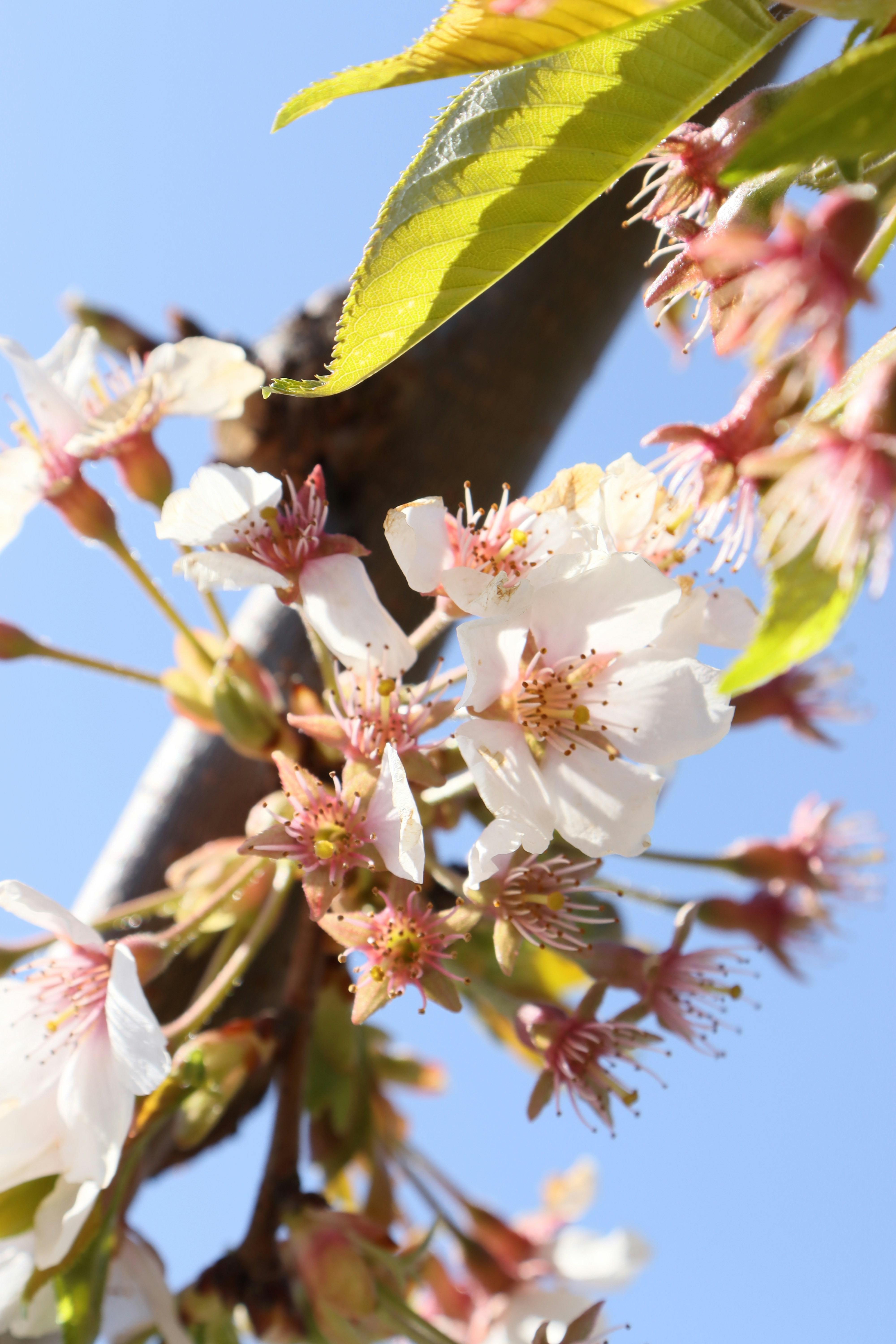 Sunlit Cherry Blossoms on a Sky-Blue Afternoon
