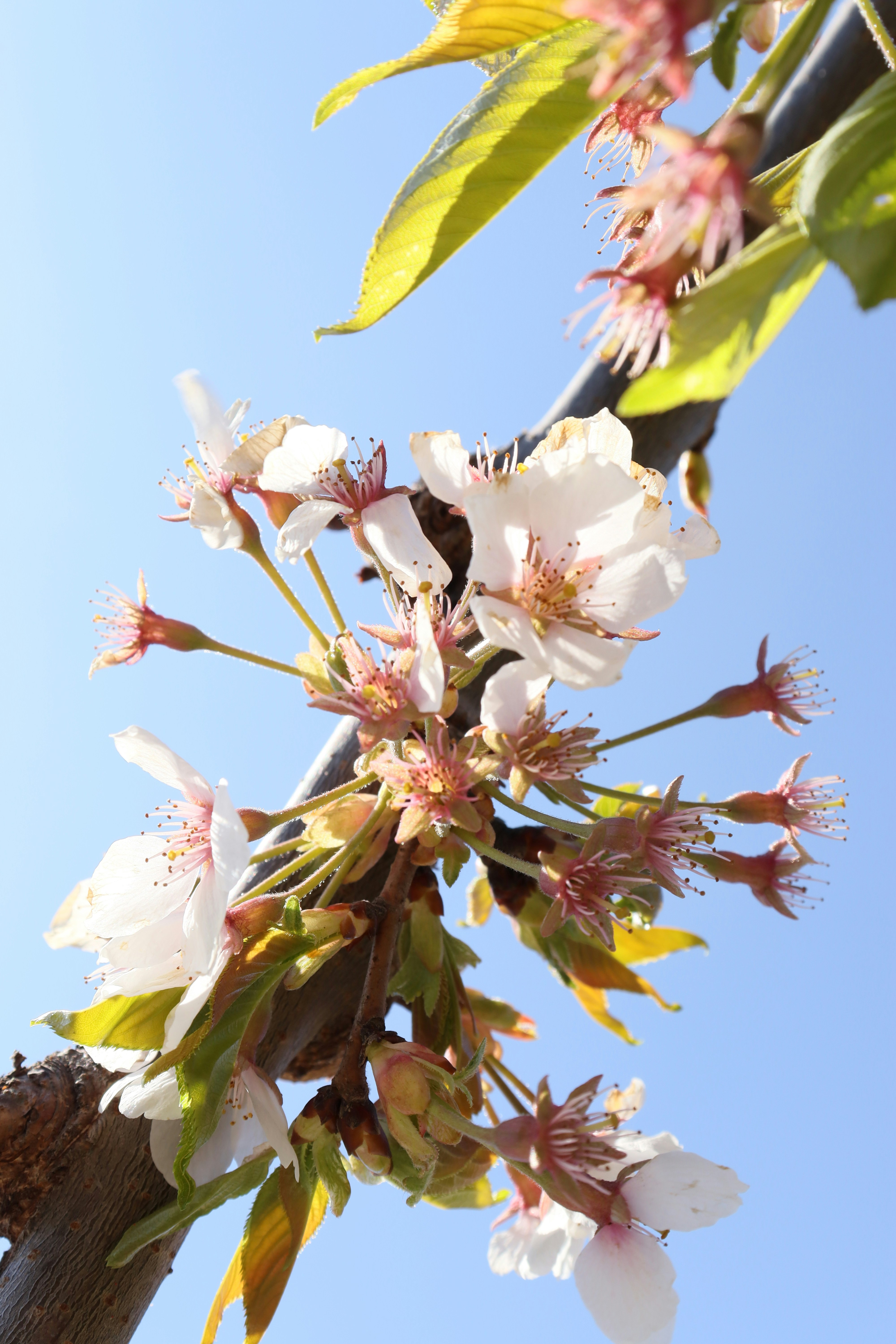 Close-Up of White Cherry Blossoms Clustering on a Sunlit Branch