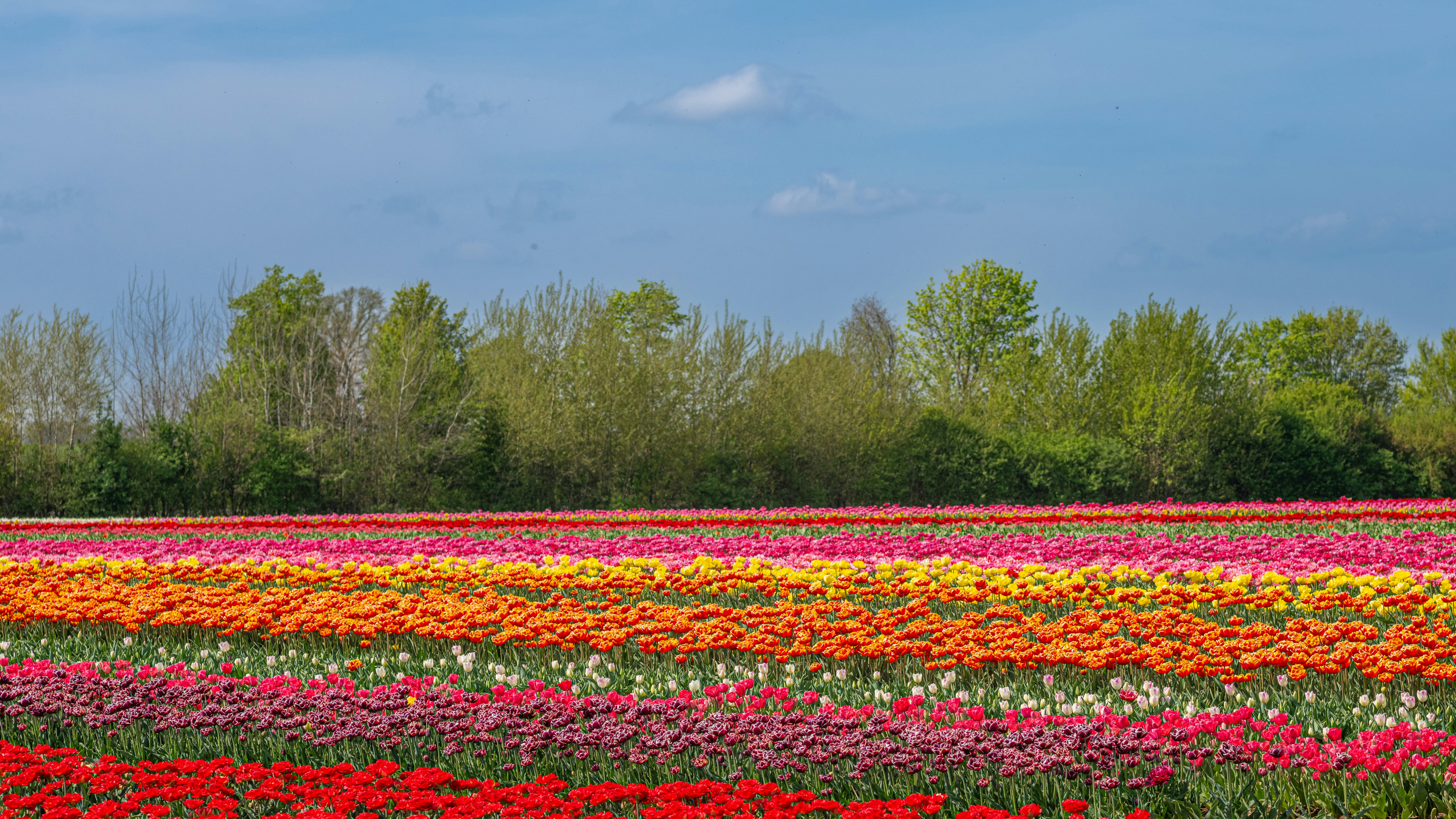 A field of colorful tulips under a blue sky.