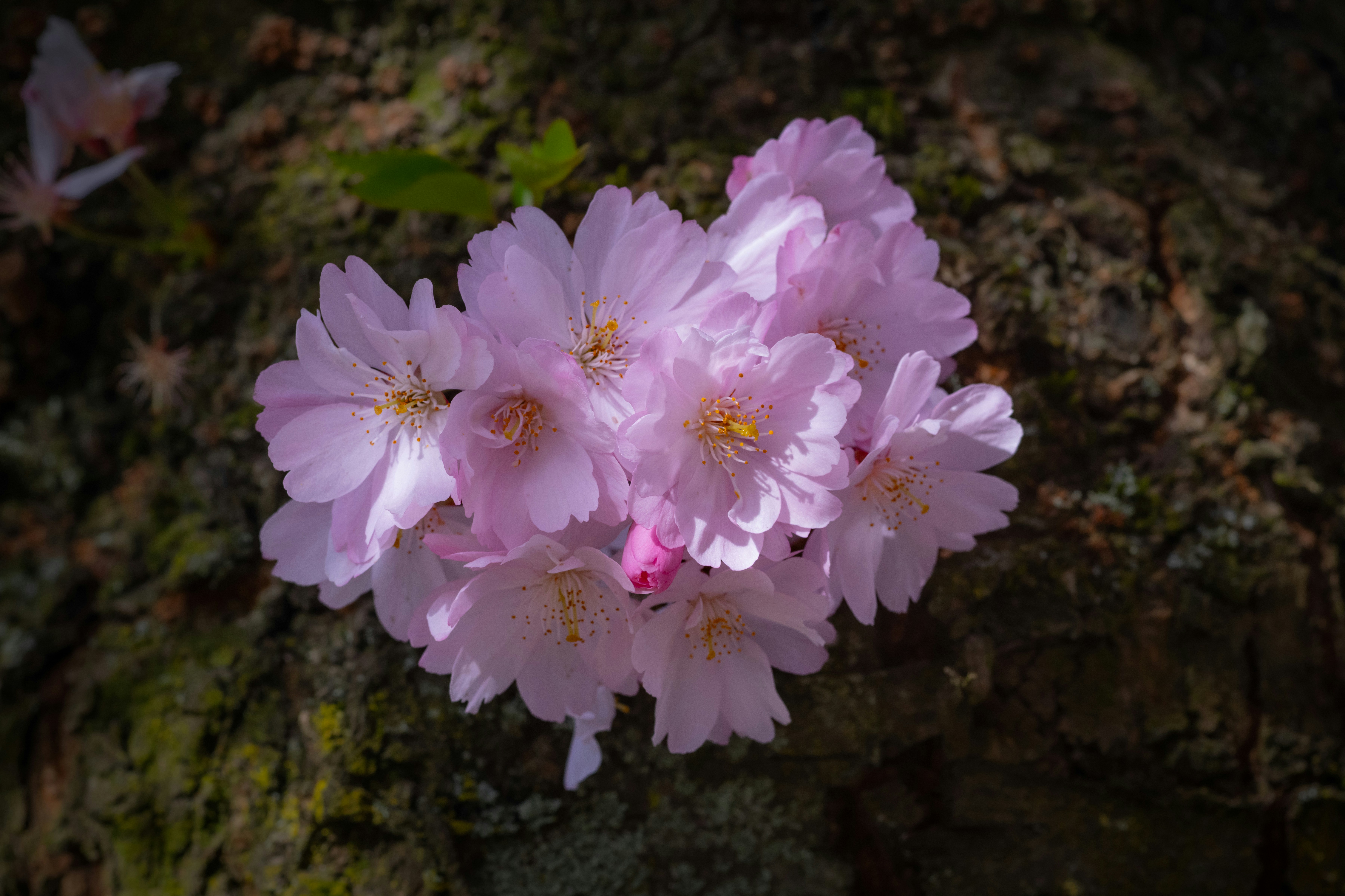 Pink blossoms on a tree trunk. photo – Free Natur Image on Unsplash