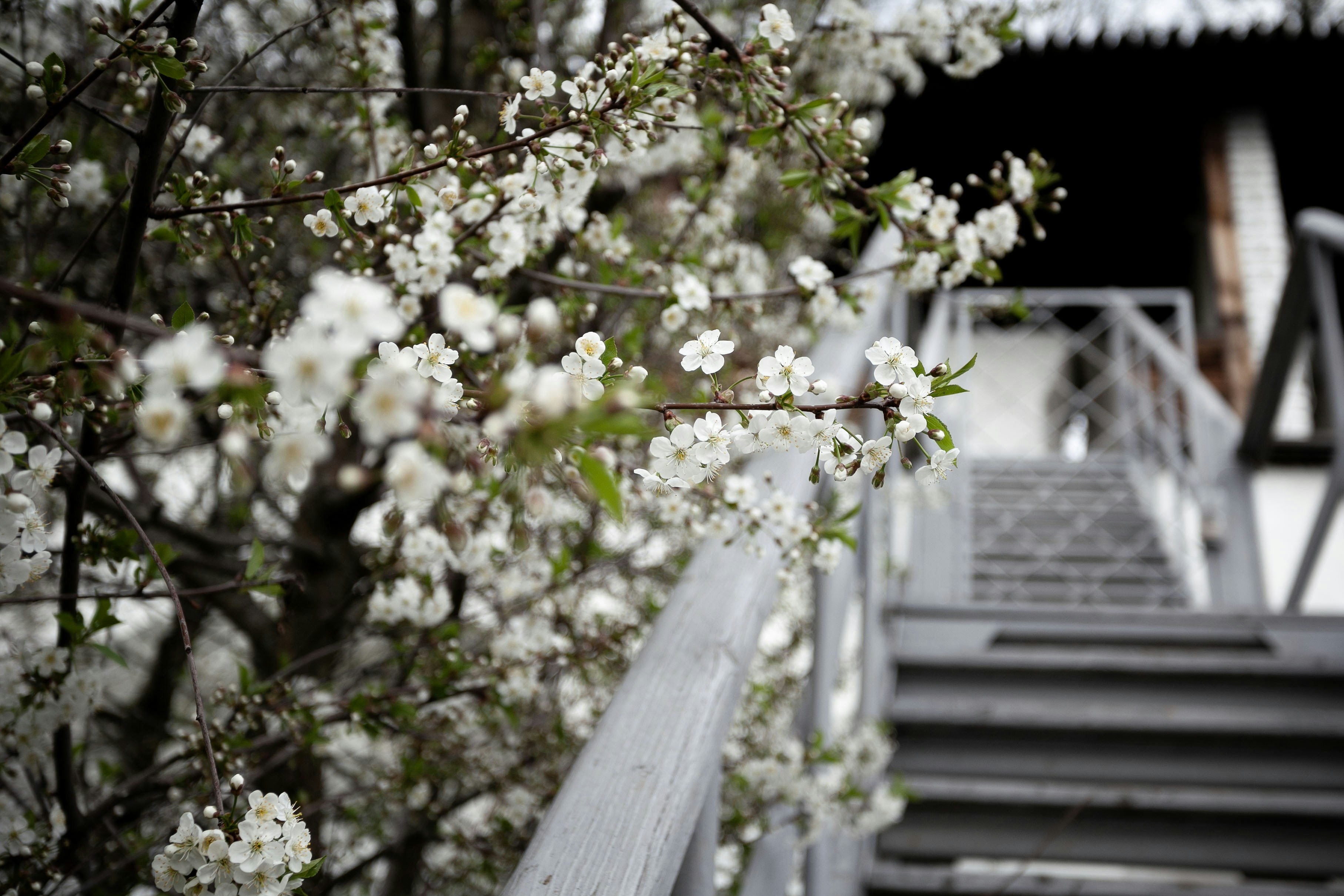 Blossoms Framing a Weathered Staircase