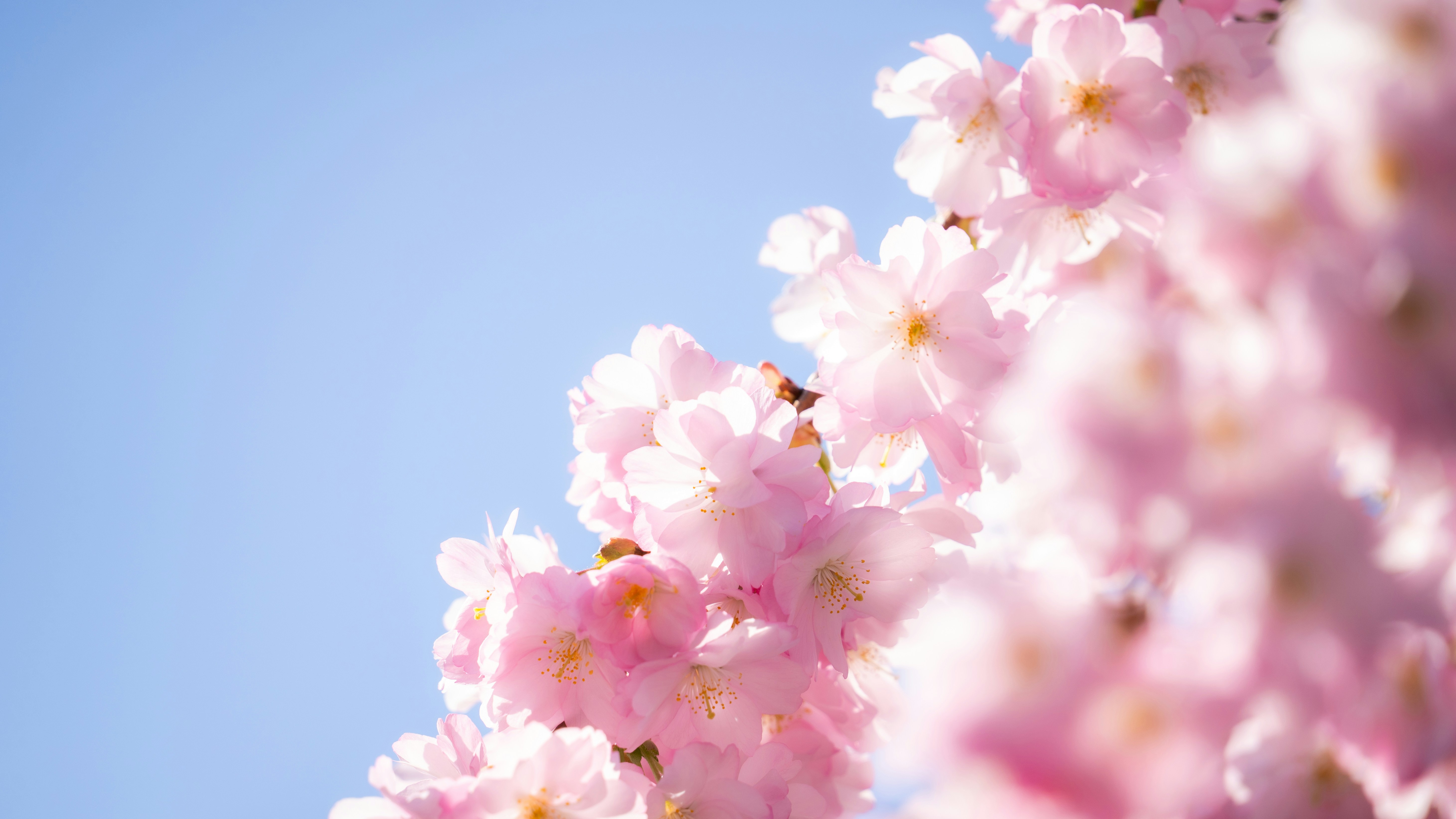 Hey, if you like my photos and want to see more, visit my webpage myrtorp.com - Paypal Support: paypal.me/pmyrtorp - follow me on Instagram: @myrstump - Contact me at Philip@myrtorp.net