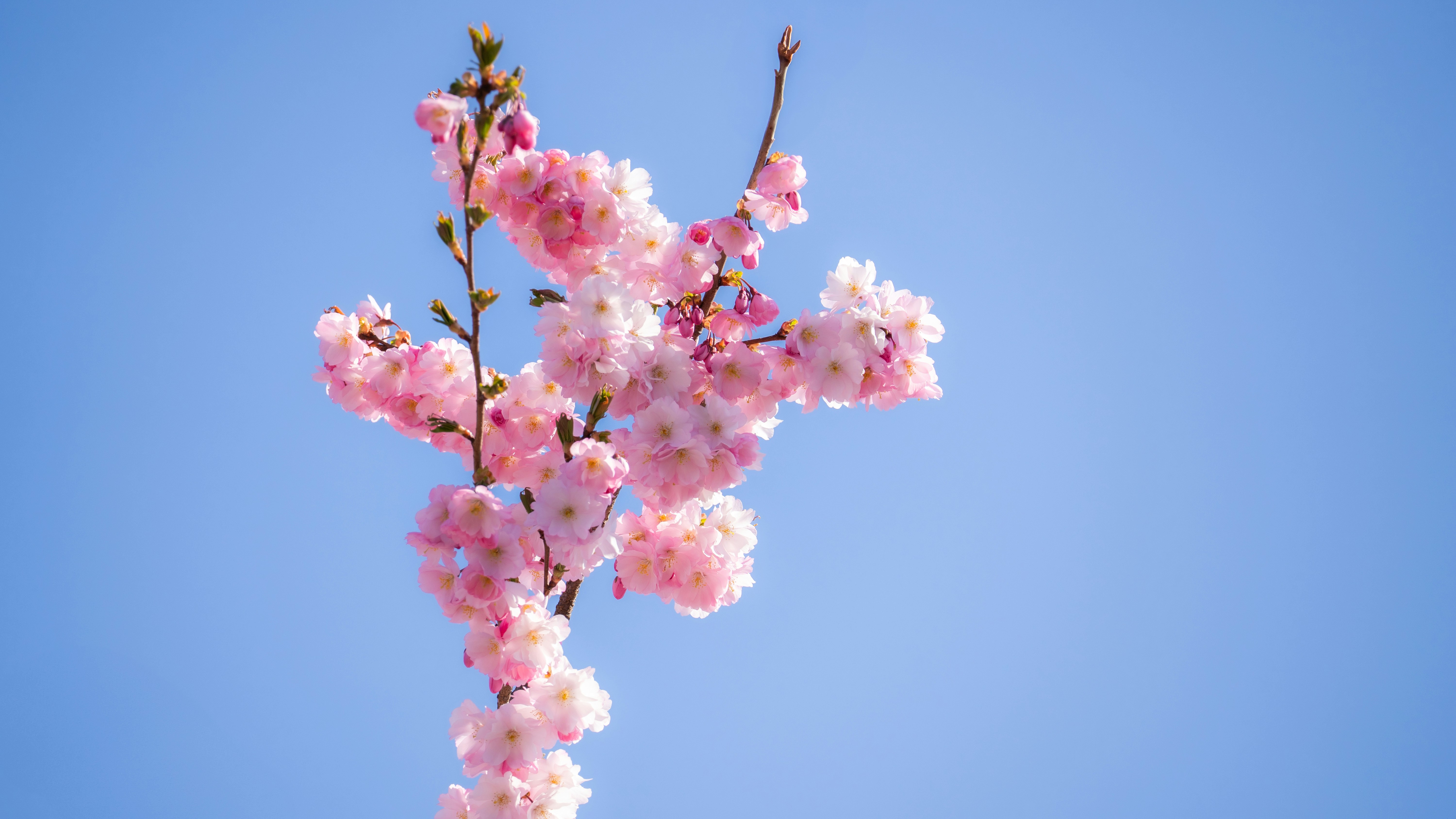 Blossoms Against a Clear Sky