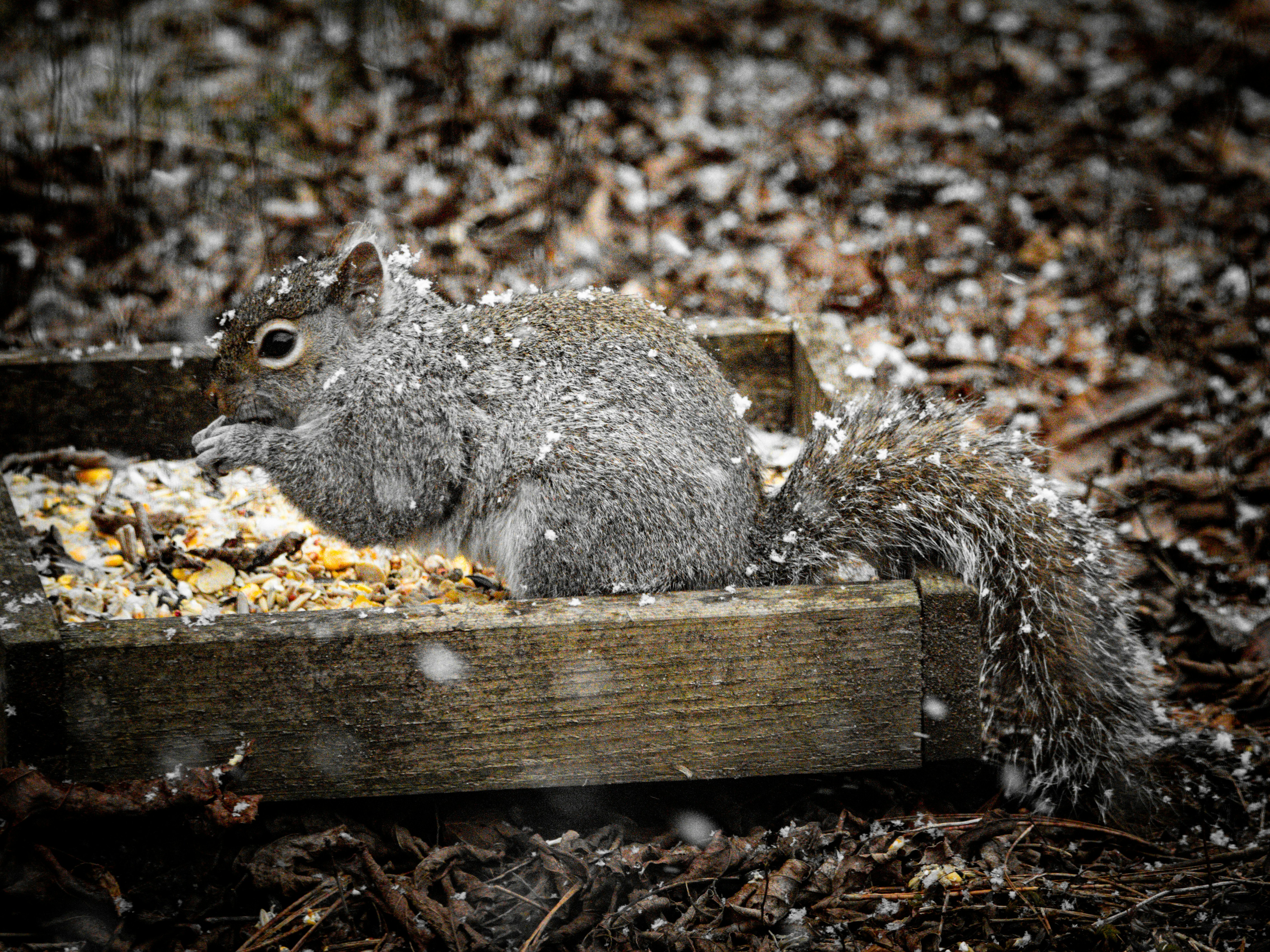 Winter's Feast: A Squirrel's Delight