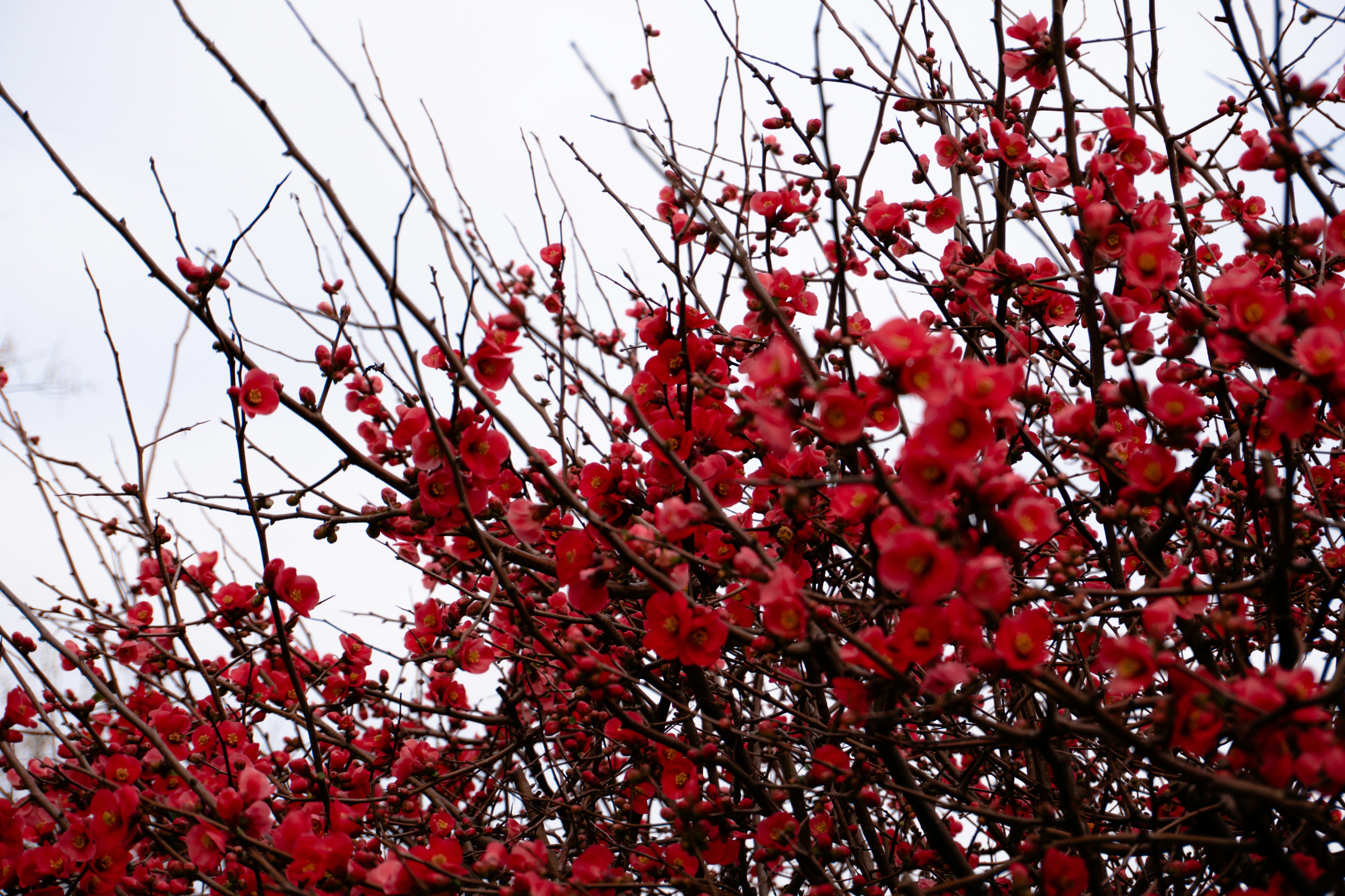 Bright red flowers bloom on a bare tree. photo – Free Travel Image on Unsplash