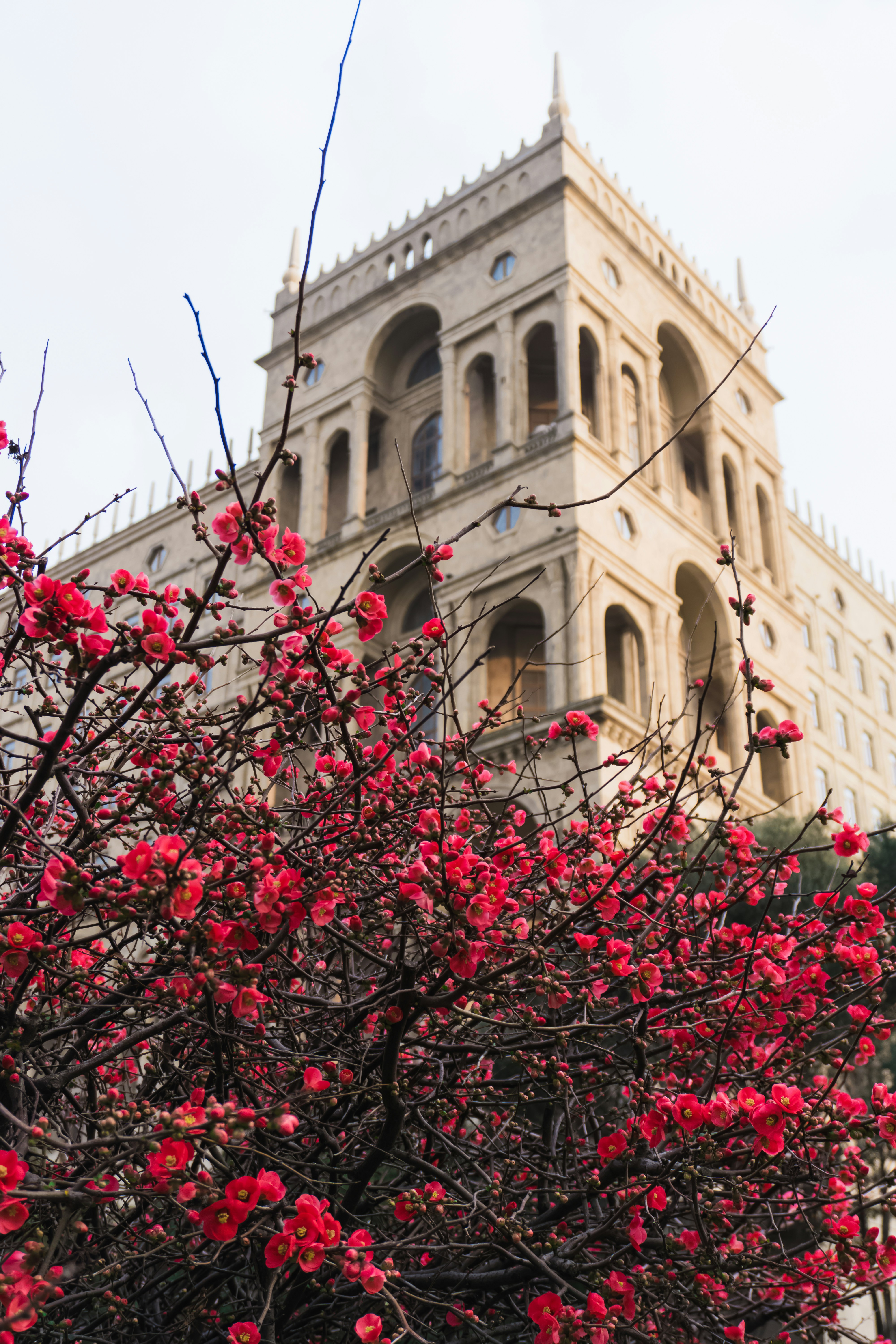 Blossoms Framing a Neo-Gothic Bell Tower in Soft Daylight