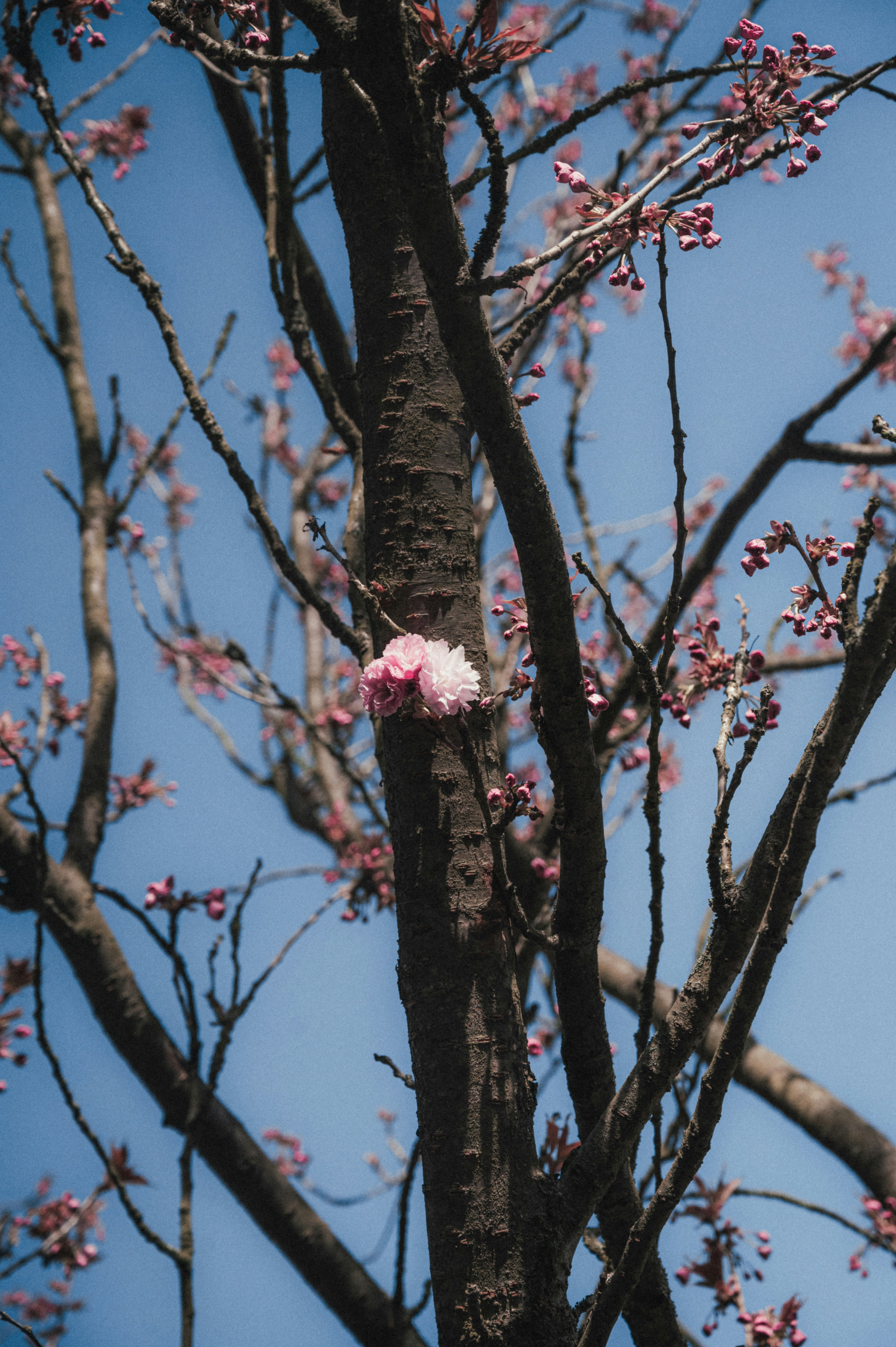 Pink Buds on Weathered Bark Against a Clear Spring Sky