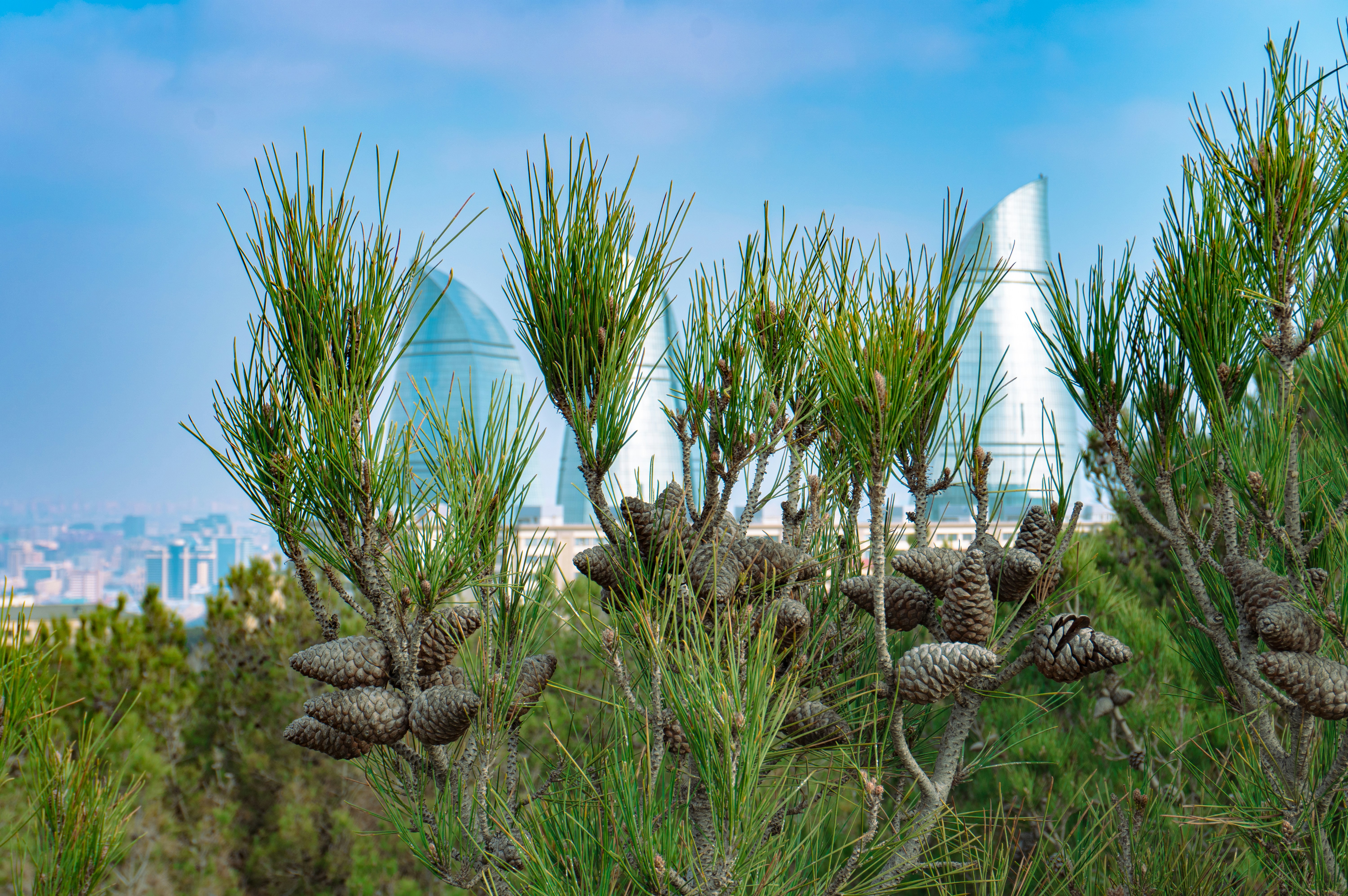  Pine Boughs Framing a Futuristic Cityscape
