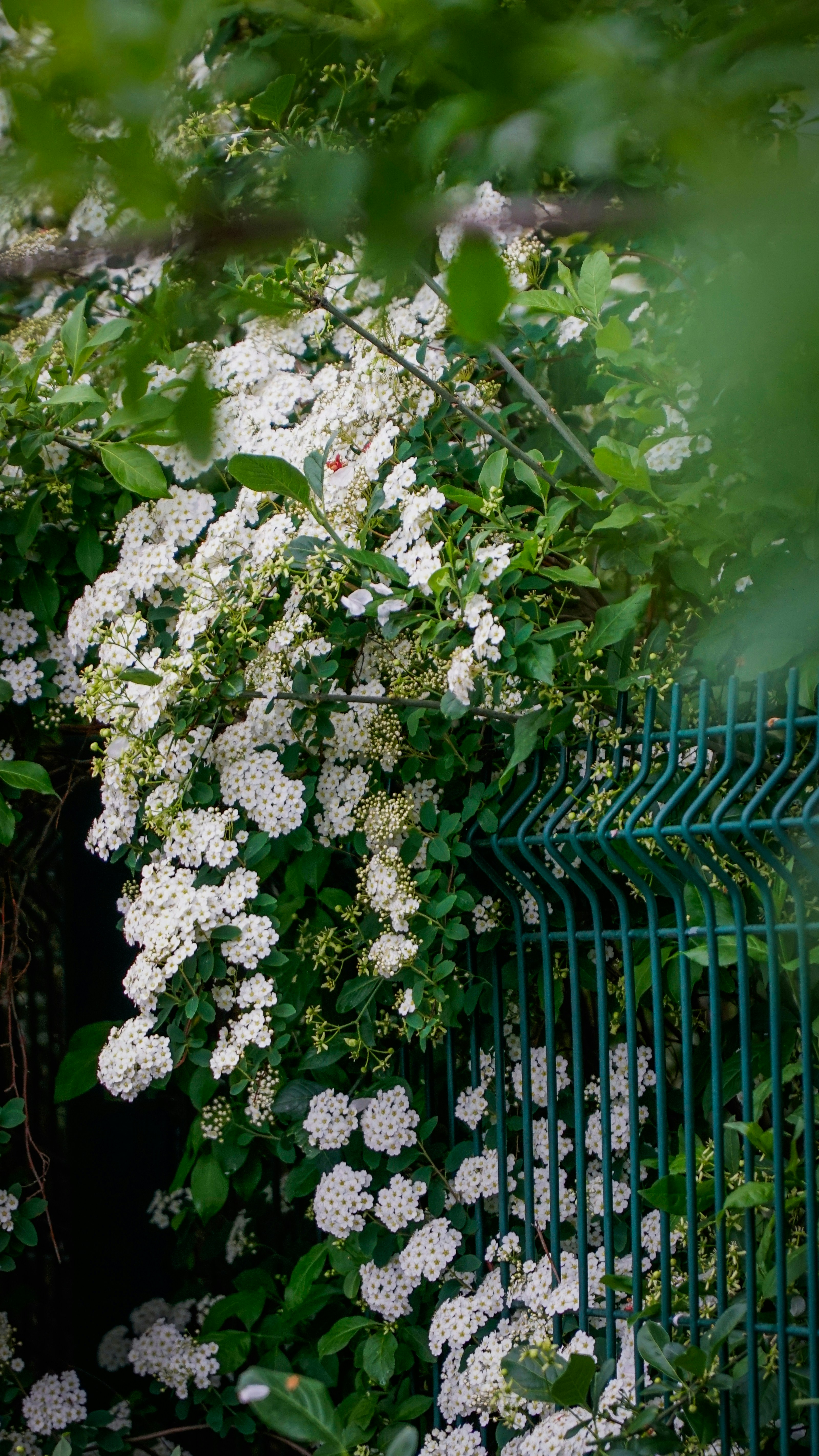Cascade of white blossoms along a turquoise garden fence