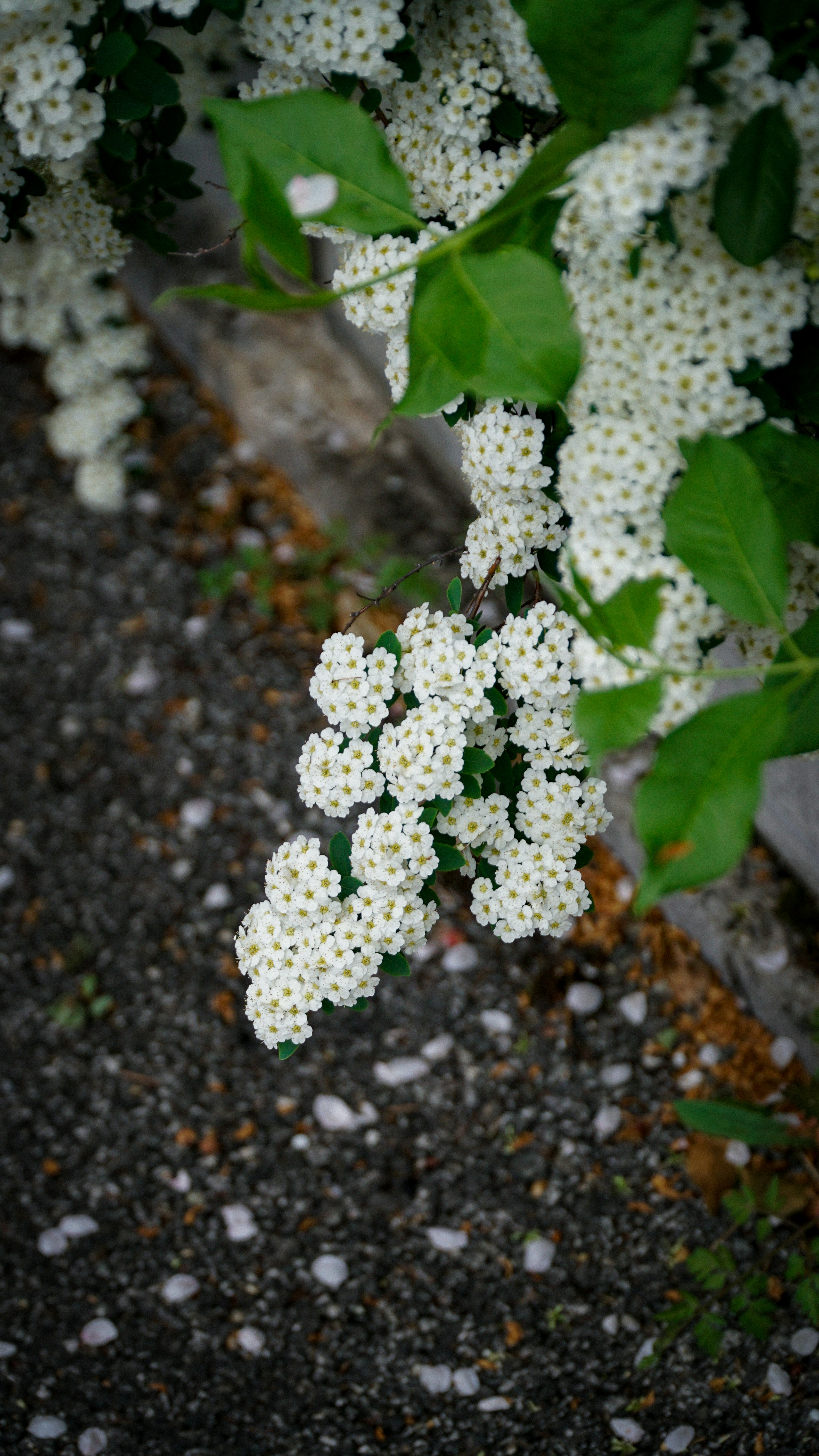 Cascade of Snow-White Blooms on a Green Twig