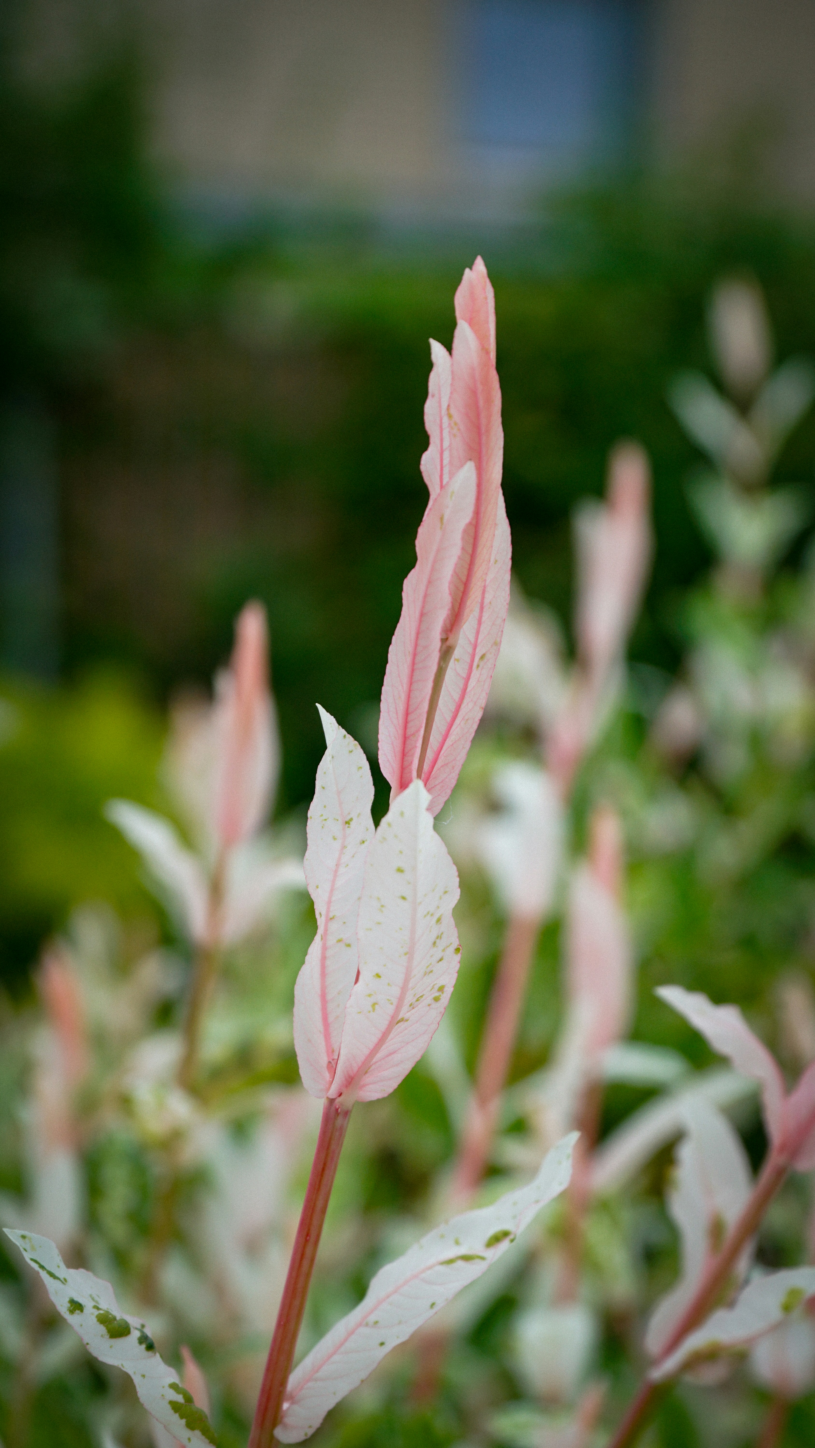 Pastel Variegation: Close-up on pink-tinged leaves with creamy margins against a softly blurred garden
