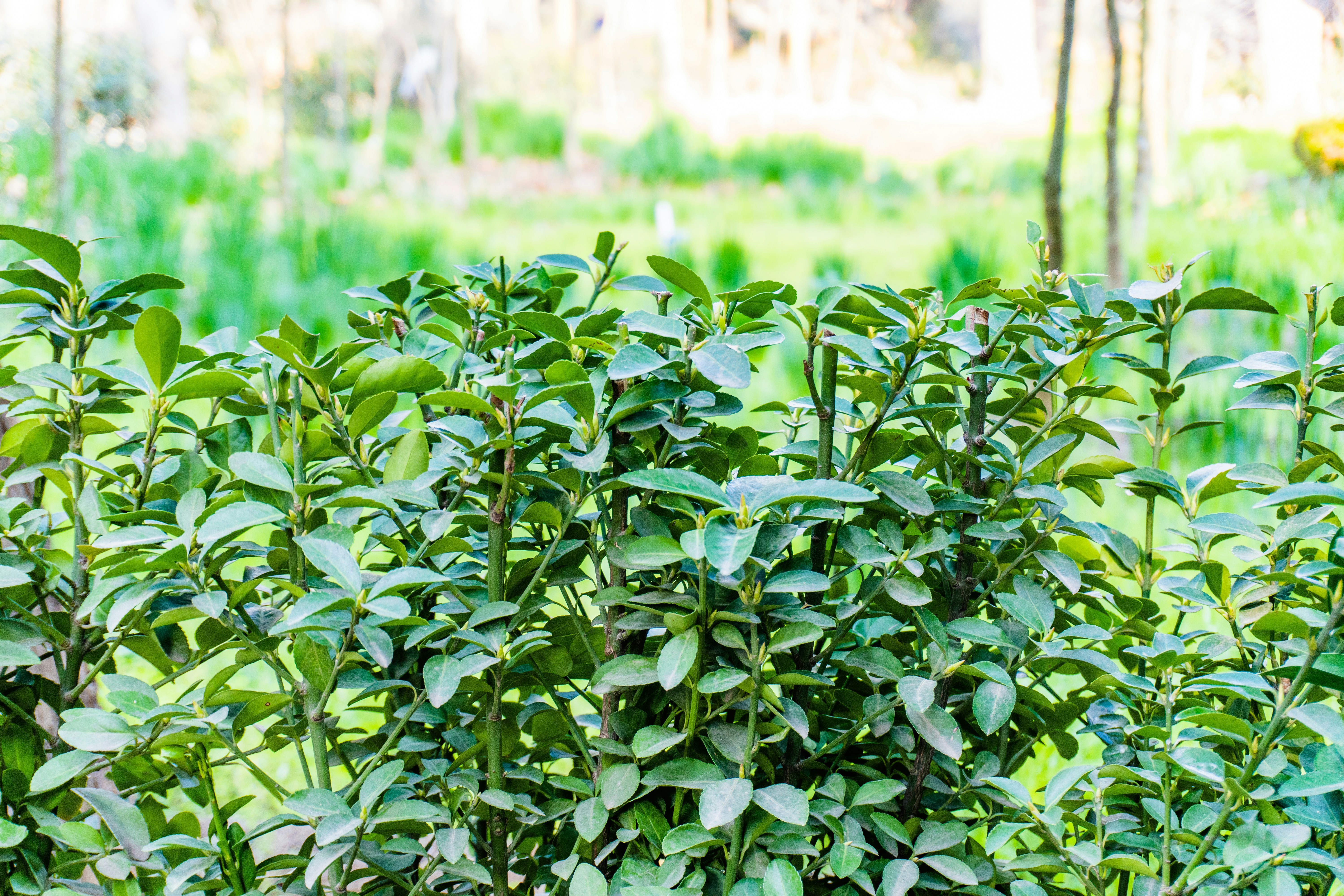 Verdant Boundary: Close-Up of a Lush Hedge in Soft Garden Light