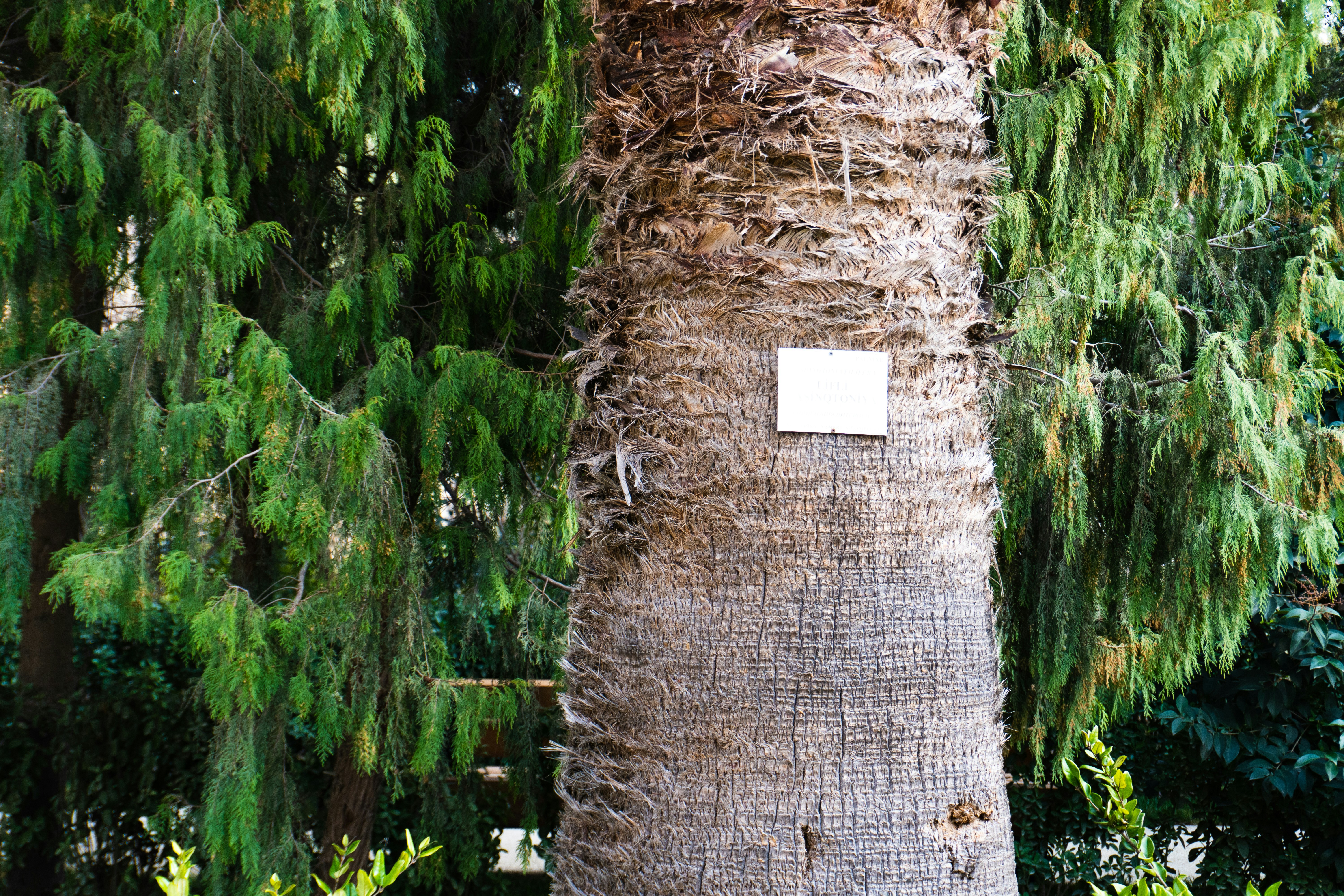 White Label on a Palm Trunk Peering Through a Curtain of Evergreens