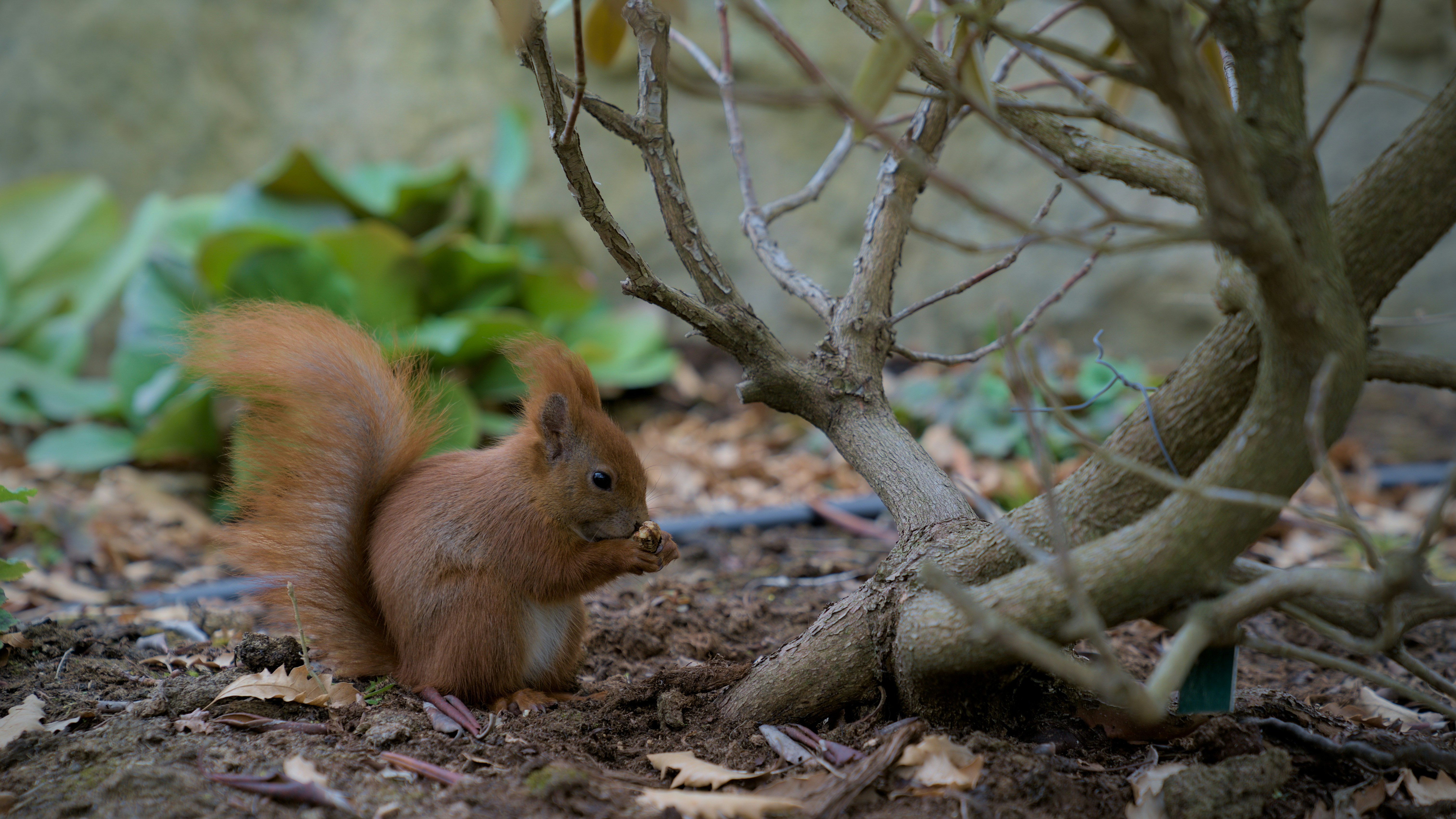 Foraging Red Squirrel in a Quiet Garden Bed