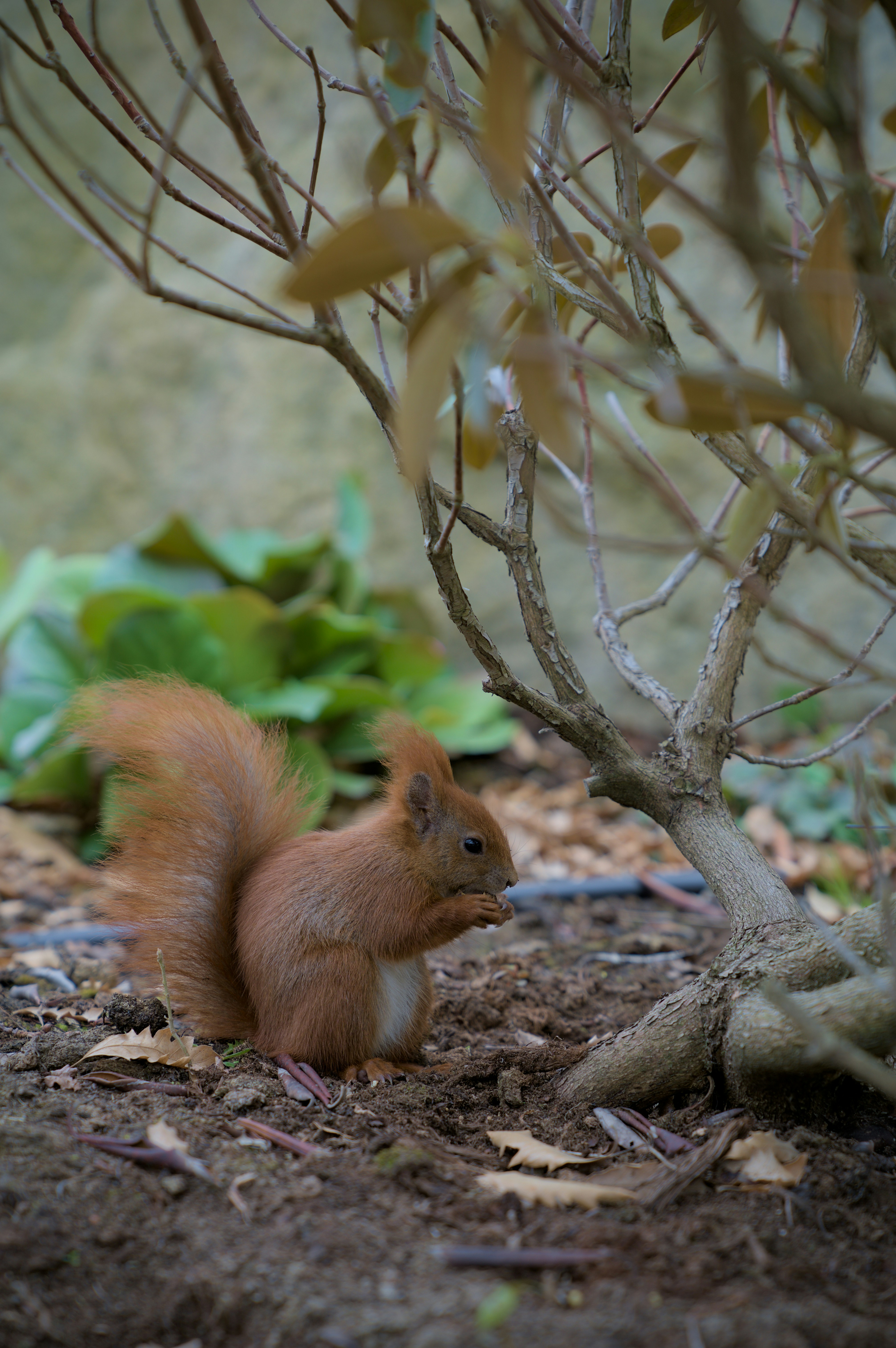 Underbrush Snack: A Red Squirrel Forages Beneath a Garden Shrub