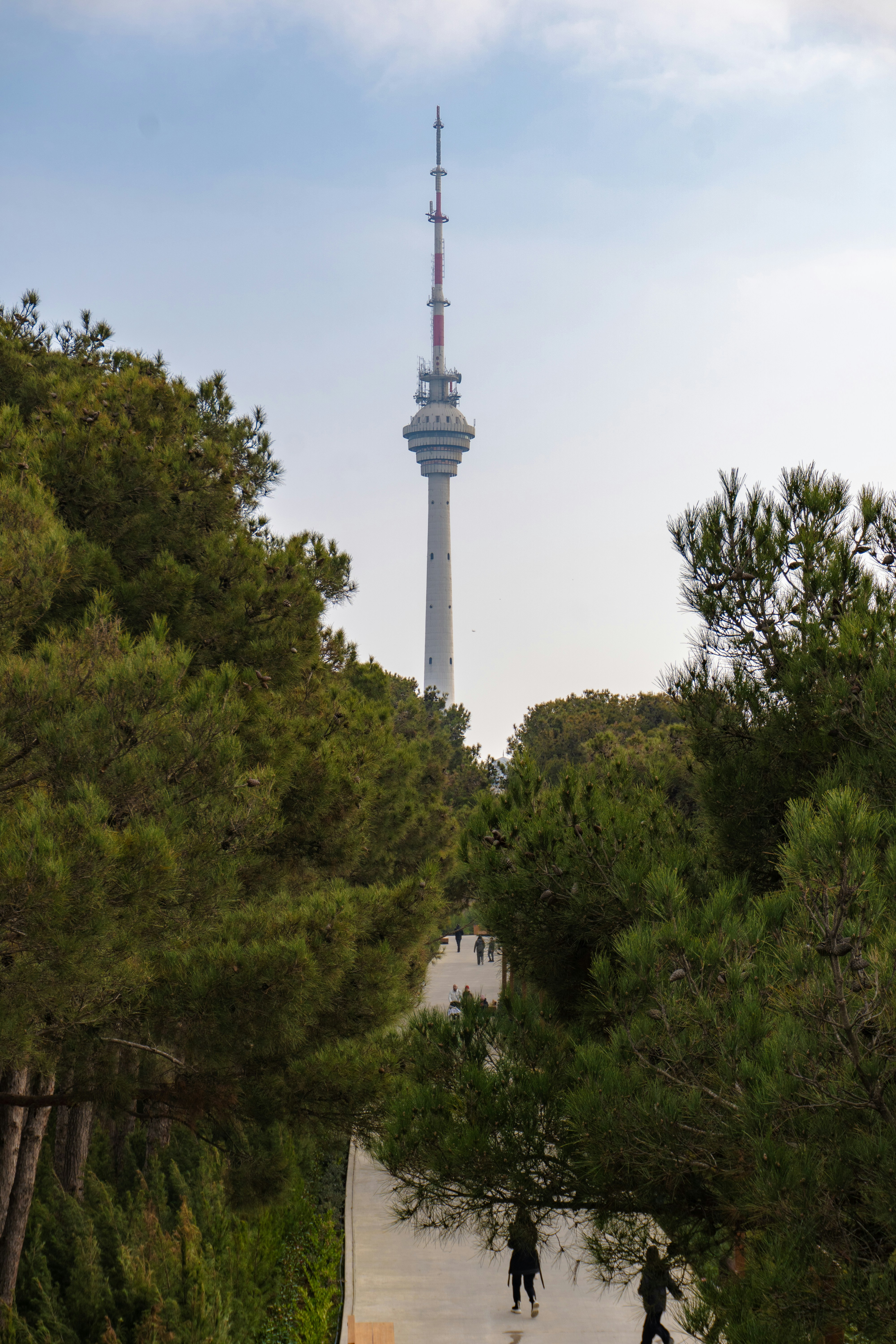 Skyward Signal: A Tower Rising Through a Pine Corridor