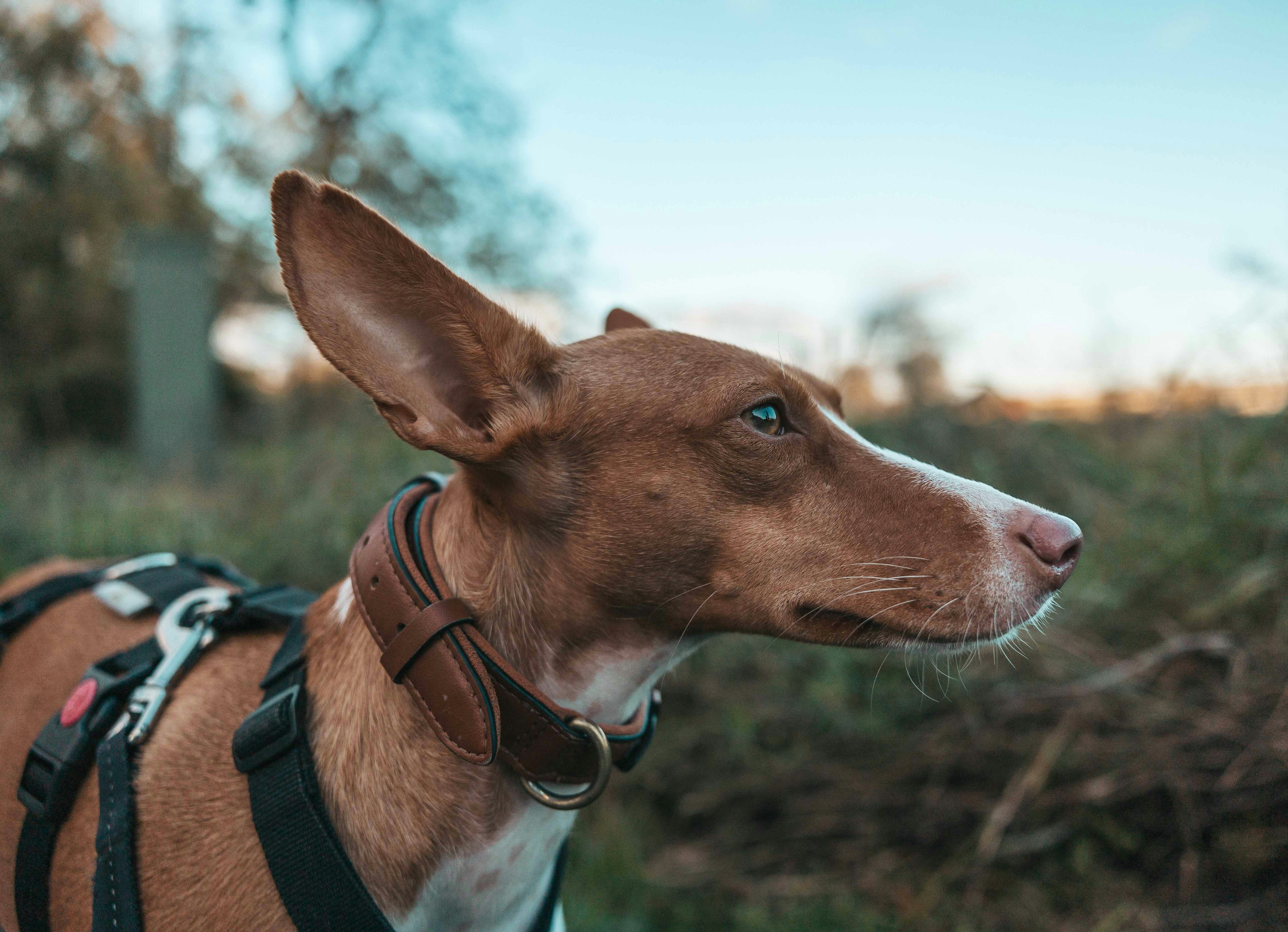 Photo by Eduard Delputte with Canon EOS R6