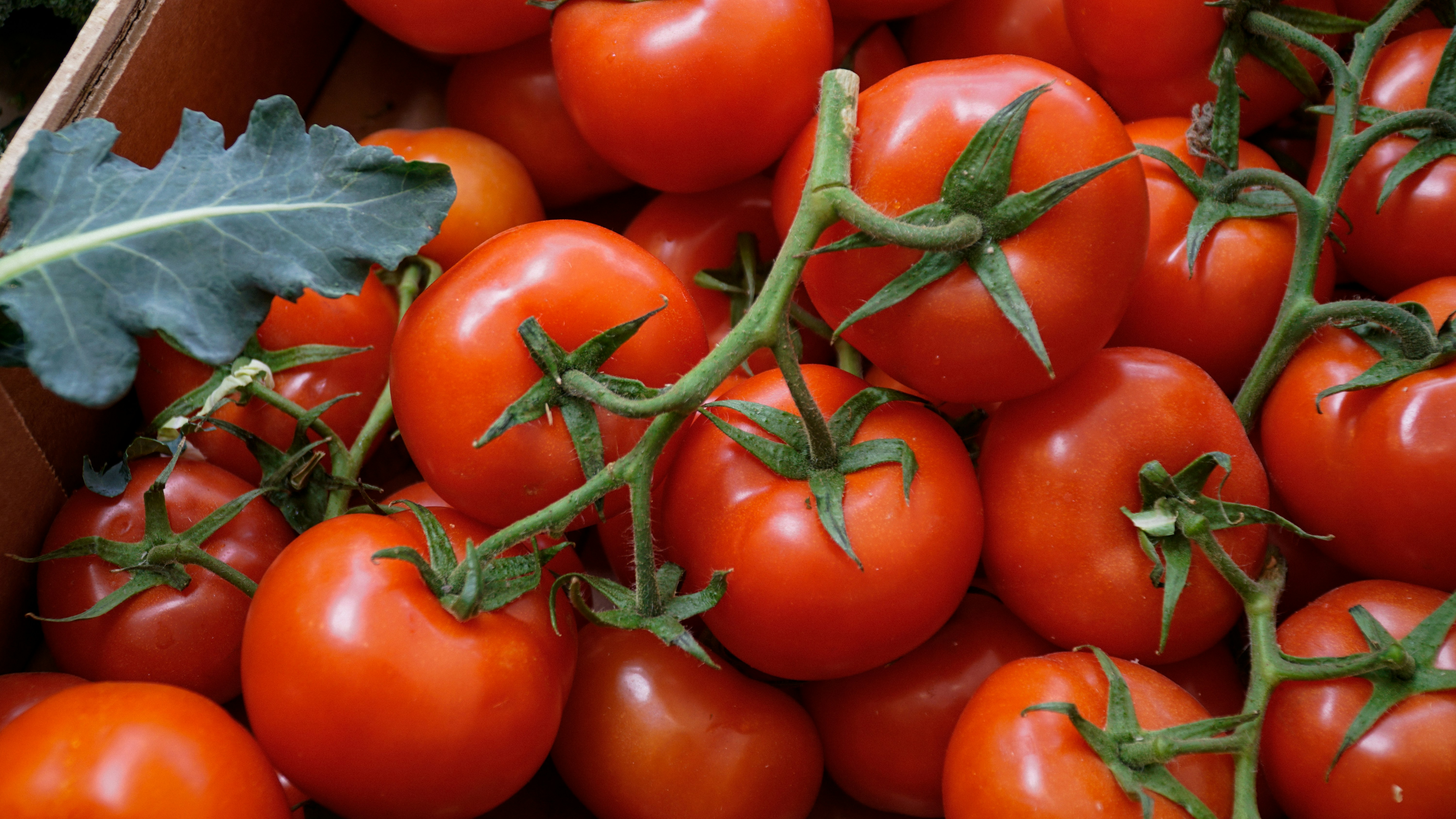 Fresh, ripe tomatoes are overflowing in a crate. photo – Free ...