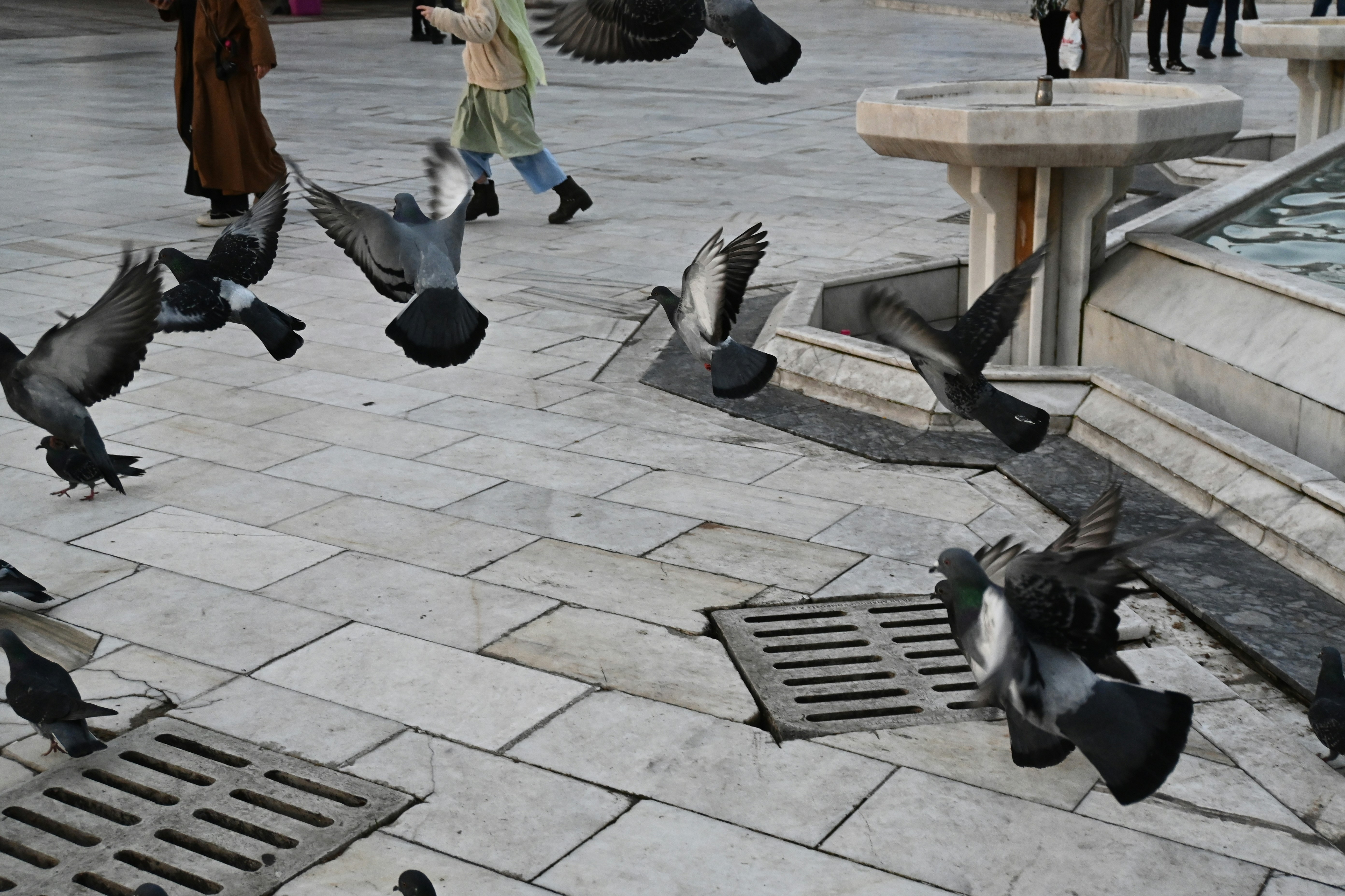The pigeons trying to fly in Eyüp Sultan