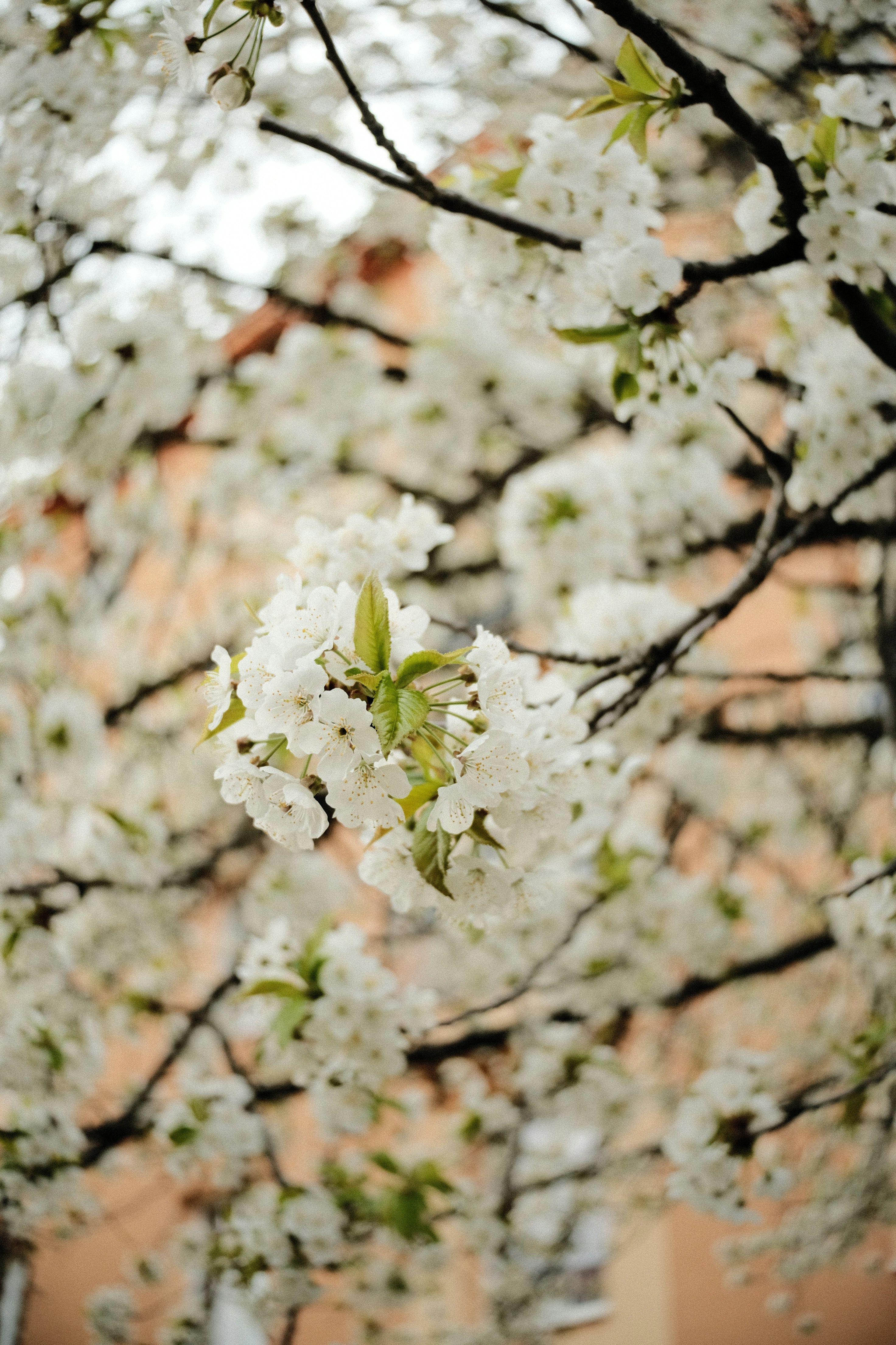 Whispers of Spring: close-up cherry blossoms framed by a softened brick backdrop