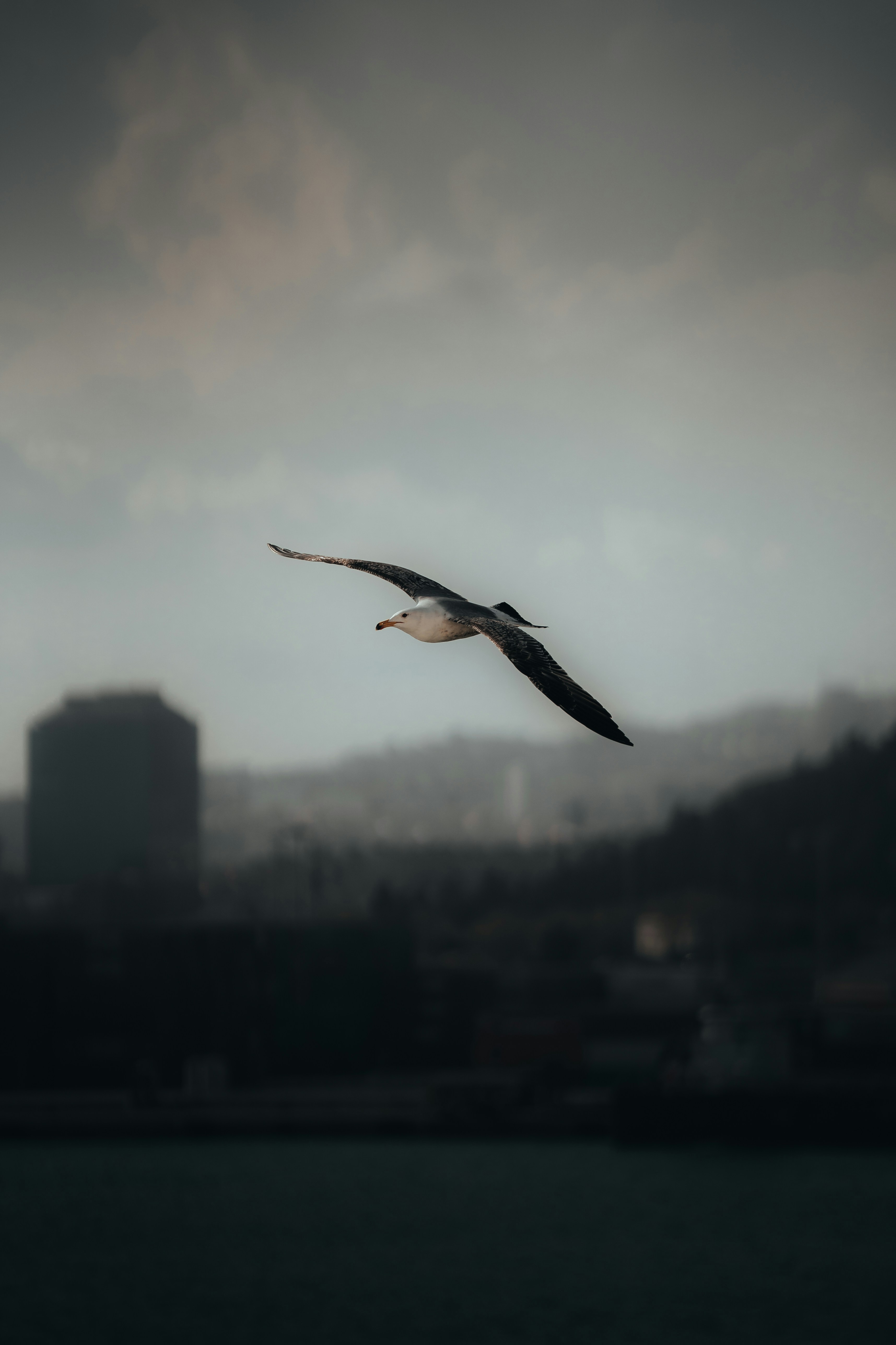 Wingbeat Over the Dusk Harbor: Seagull Skimming a Quiet City Horizon