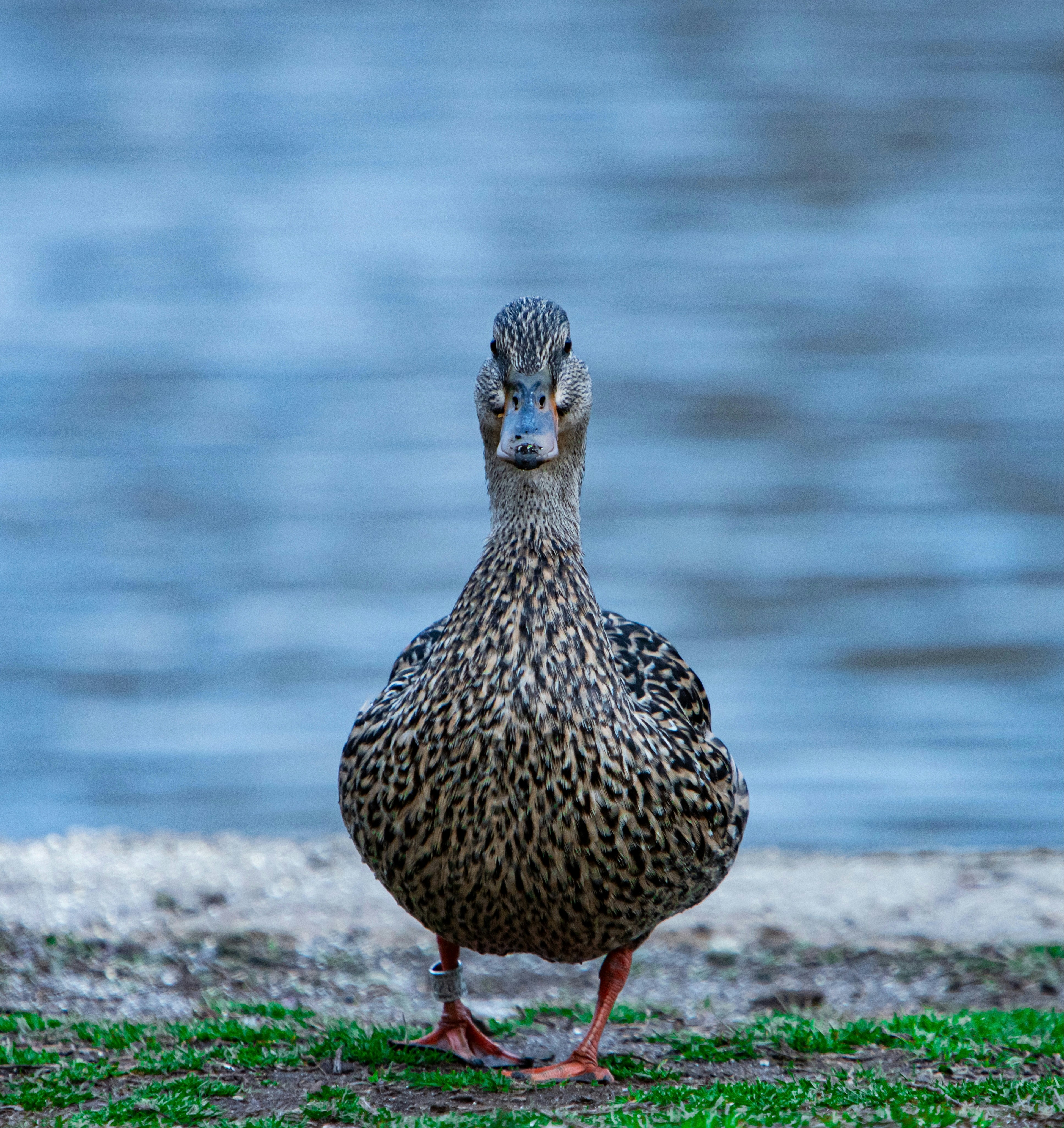 Grounded Gaze: A female duck strides toward the camera along the shoreline