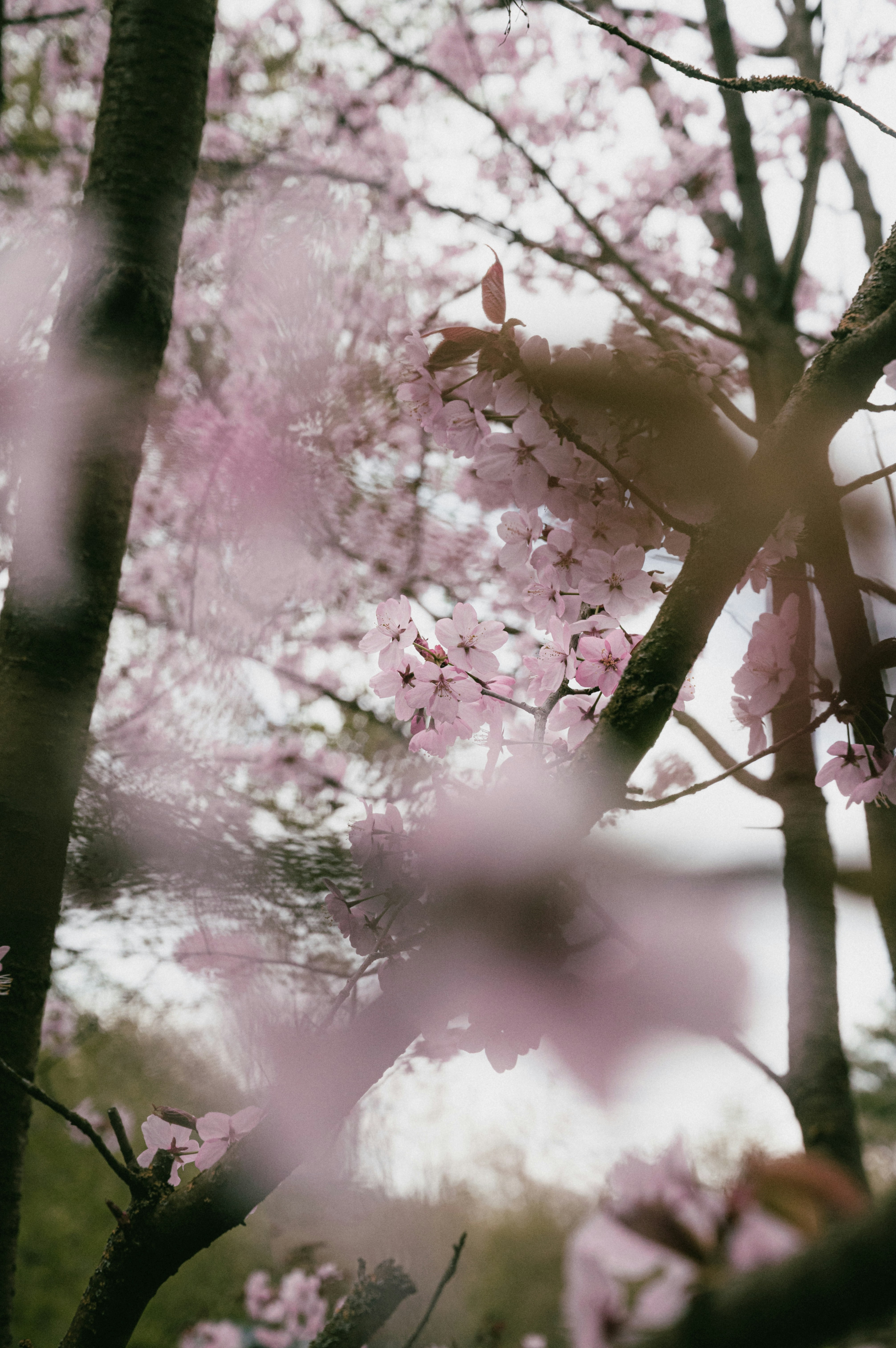 Pink cherry blossoms bloom on a tree. photo – Free Forest Image on Unsplash