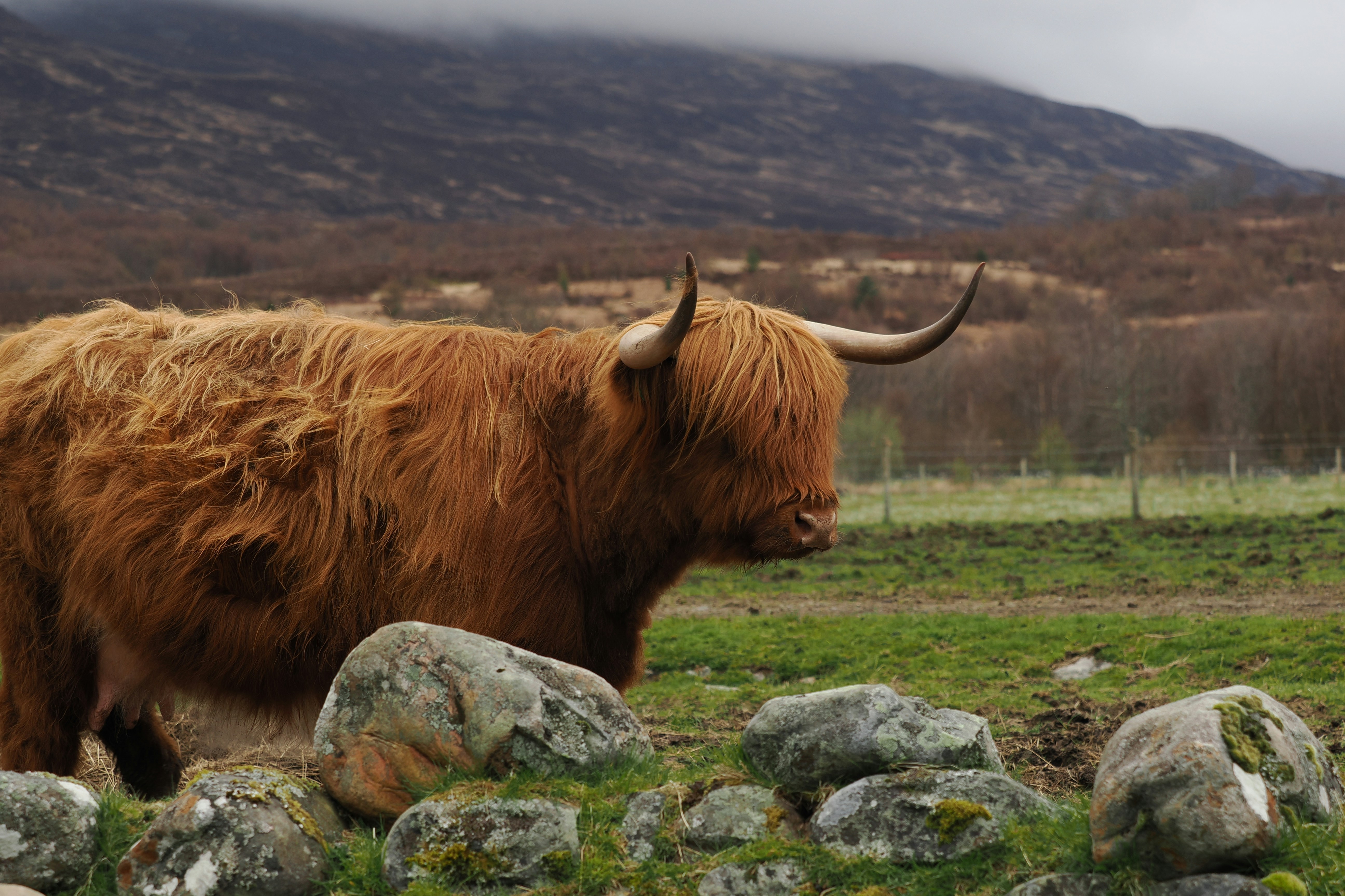 A Highland Red in Quiet Pasture: Horns, Stones, and Distant Hills