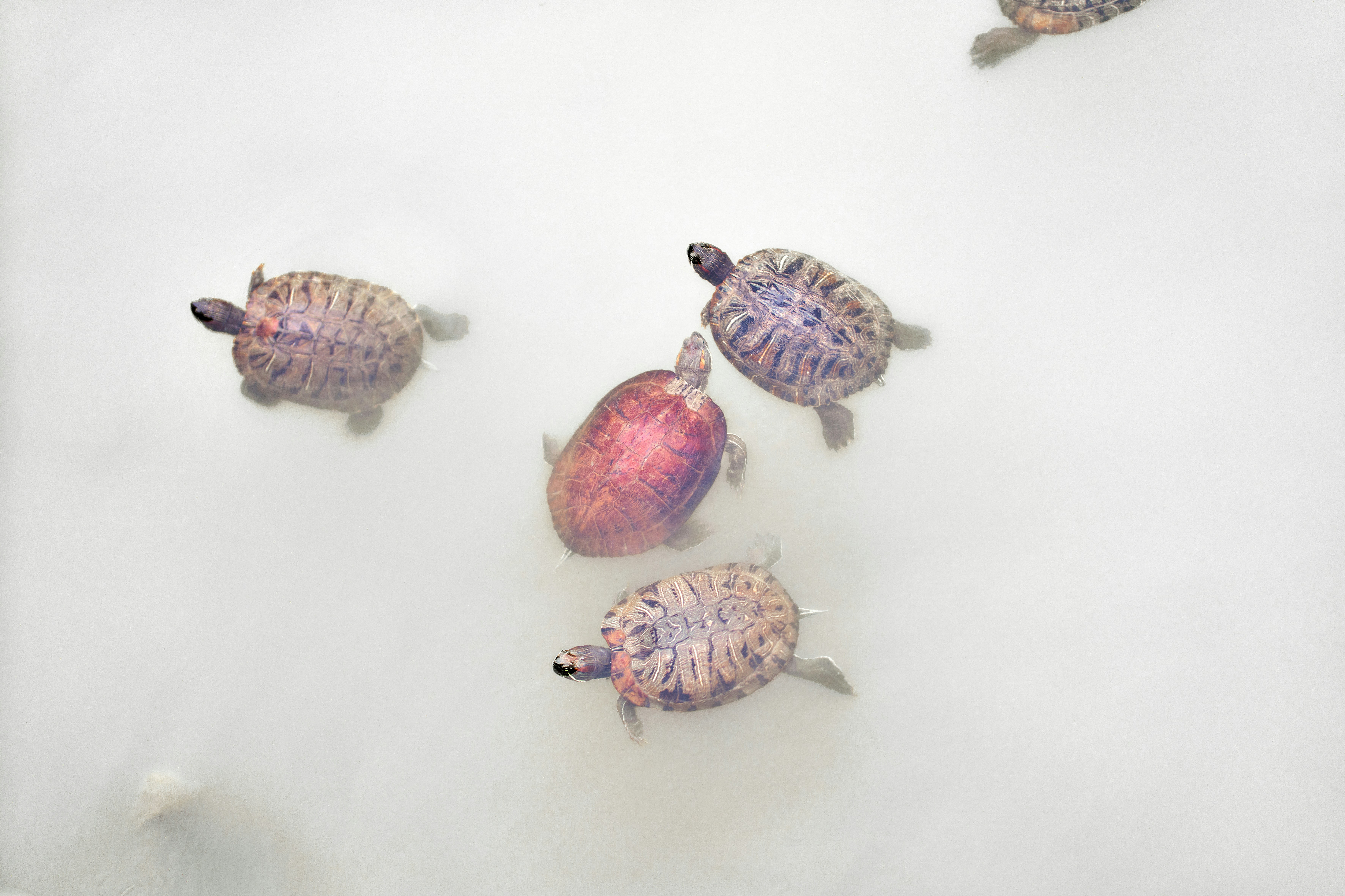 Several turtles swim around in white water. photo – Free Animal Image ...