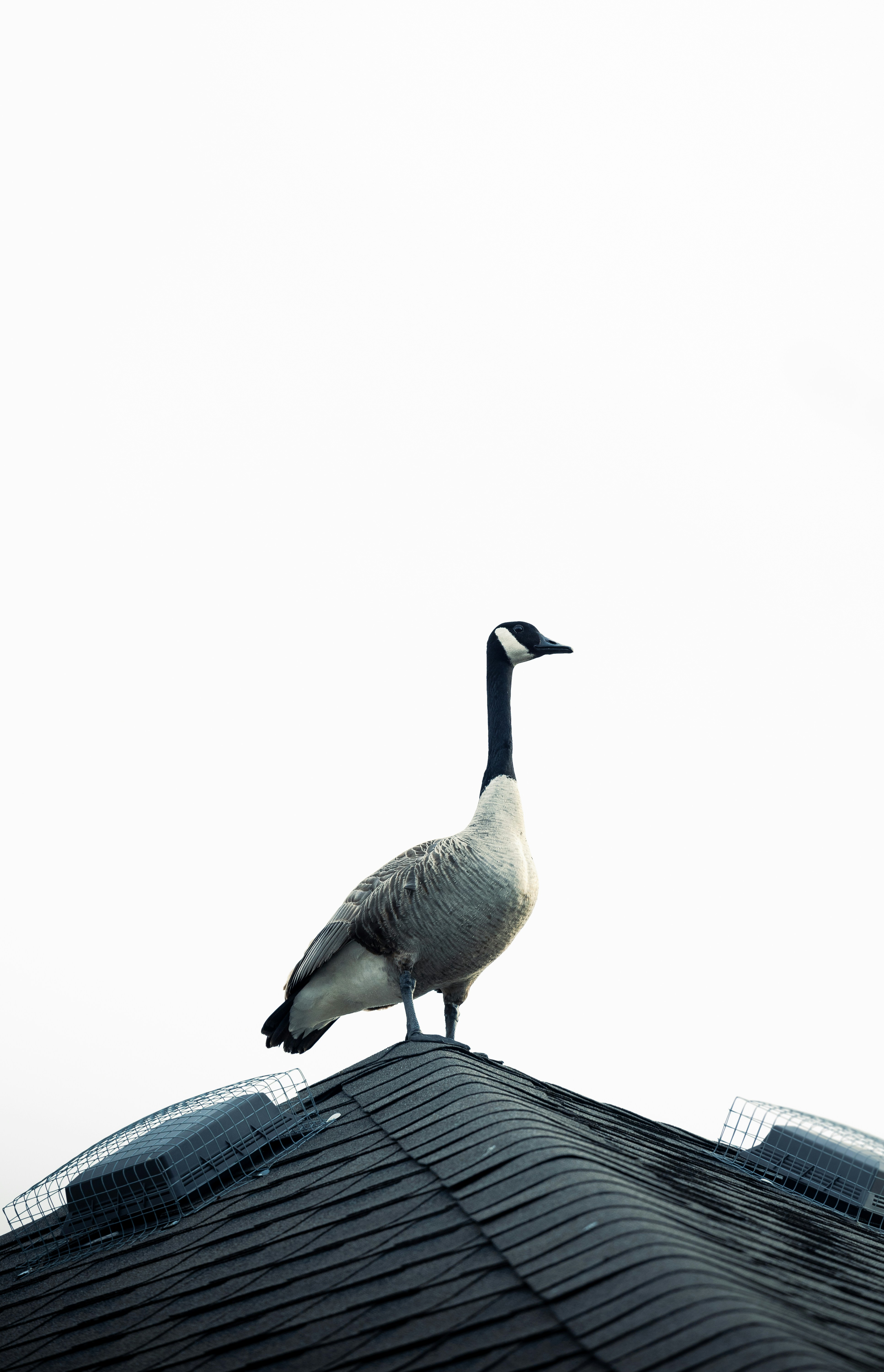 Peak Sentinel: Goose Perched on a Rooftop Under a Pale Sky