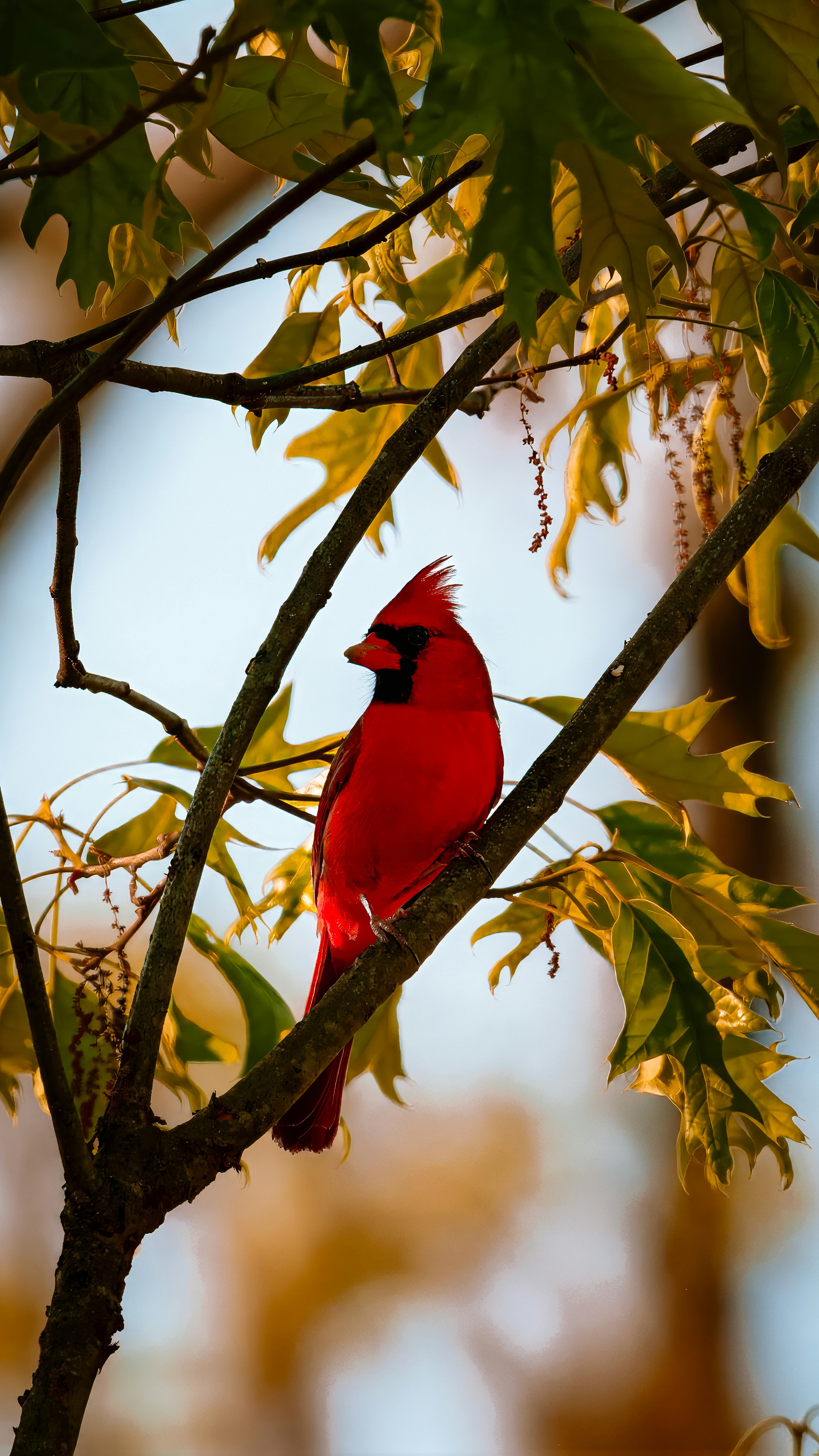 Cardinals Pictures | Download Free Images on Unsplash