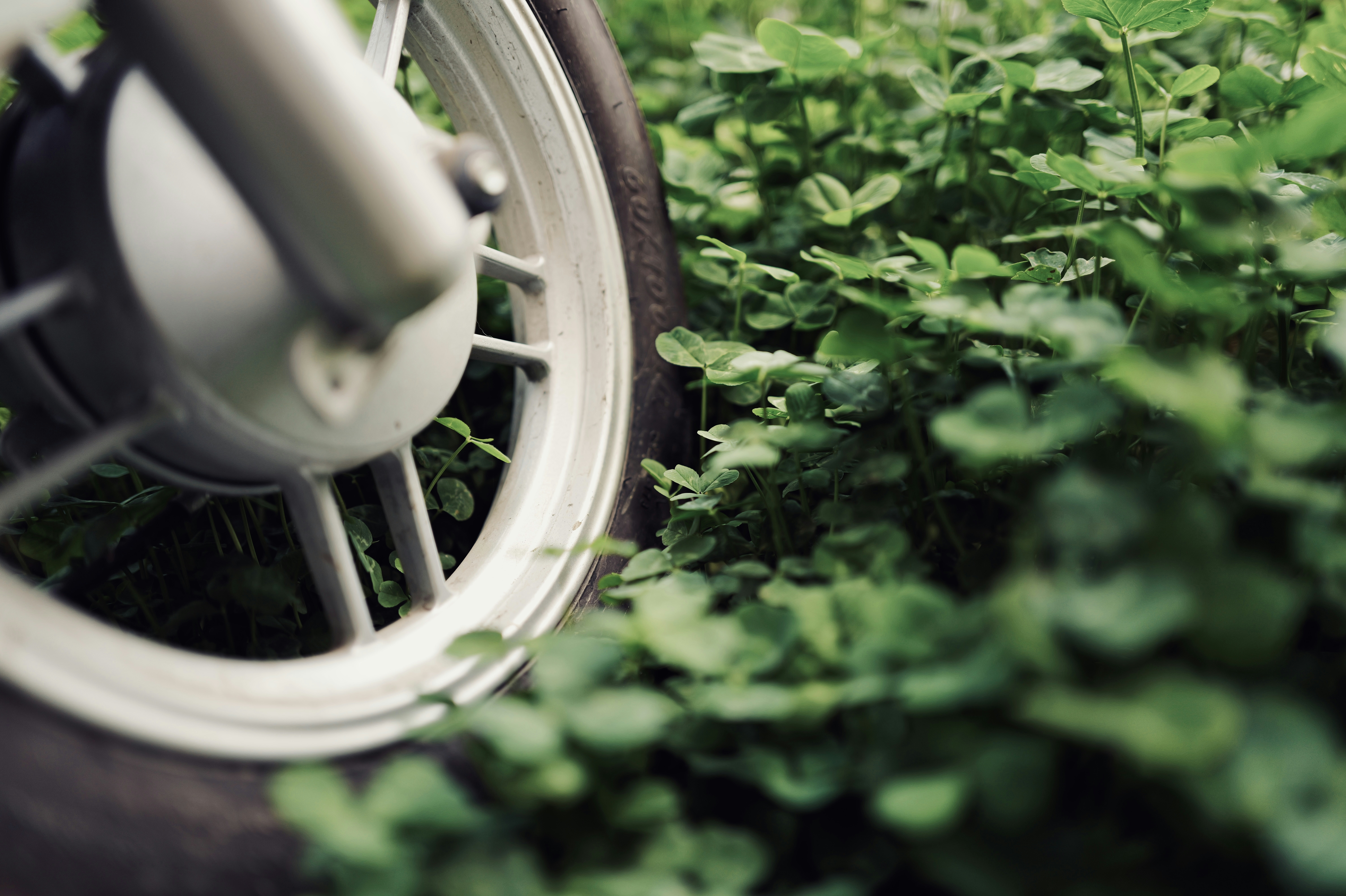 Whispering Spokes in Verdant Quiet